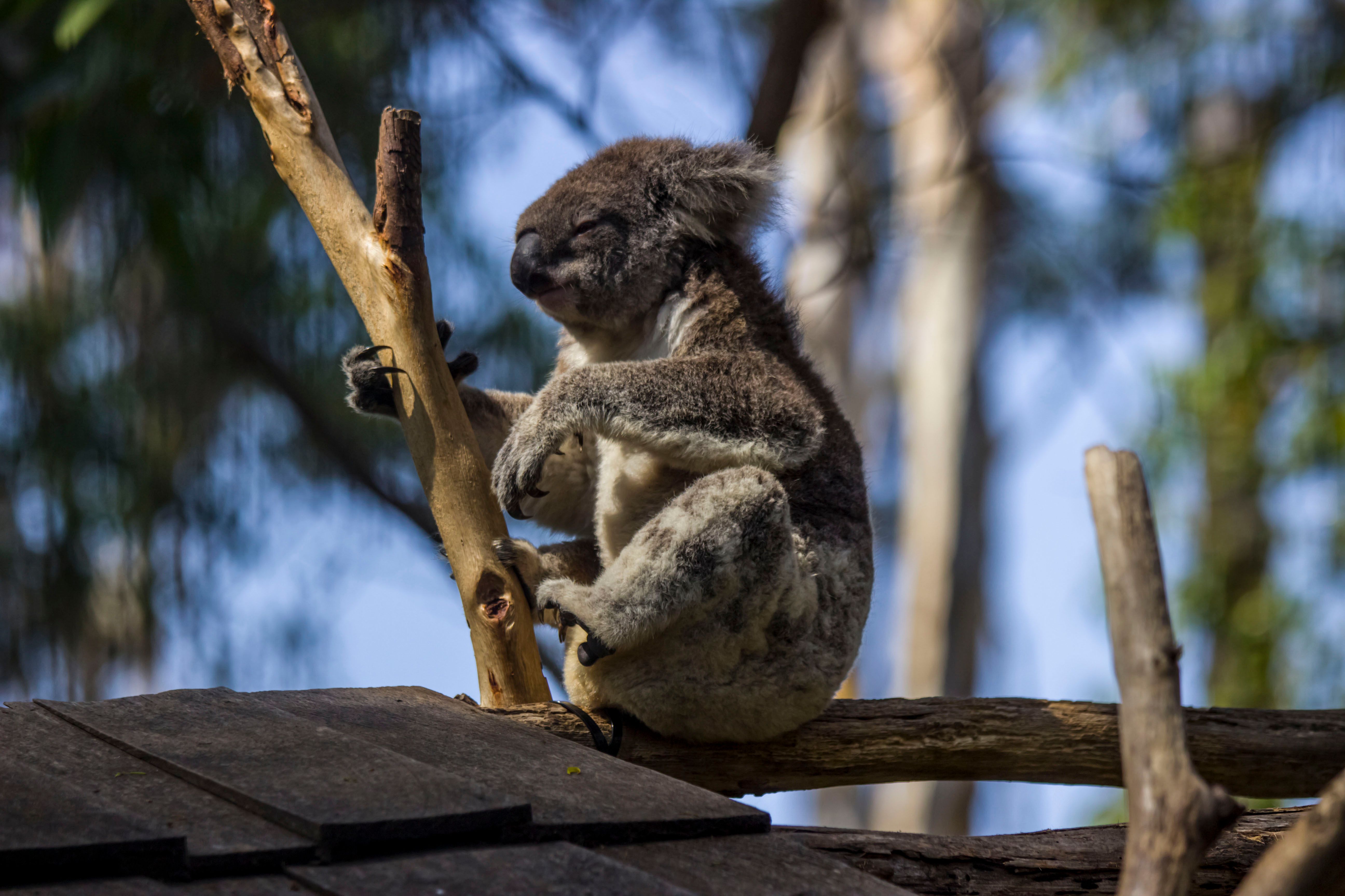 A Koala Sitting on a Tree Branch · Free Stock Photo