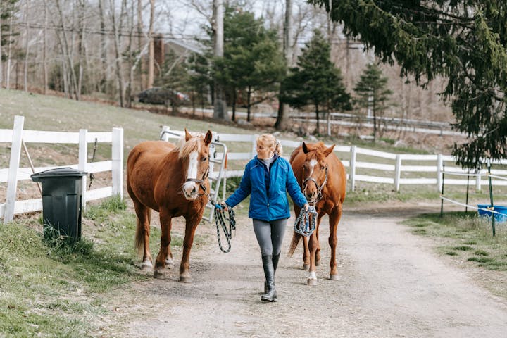 Soring in Tennessee Walking Horses: A Painful Legacy Exposed