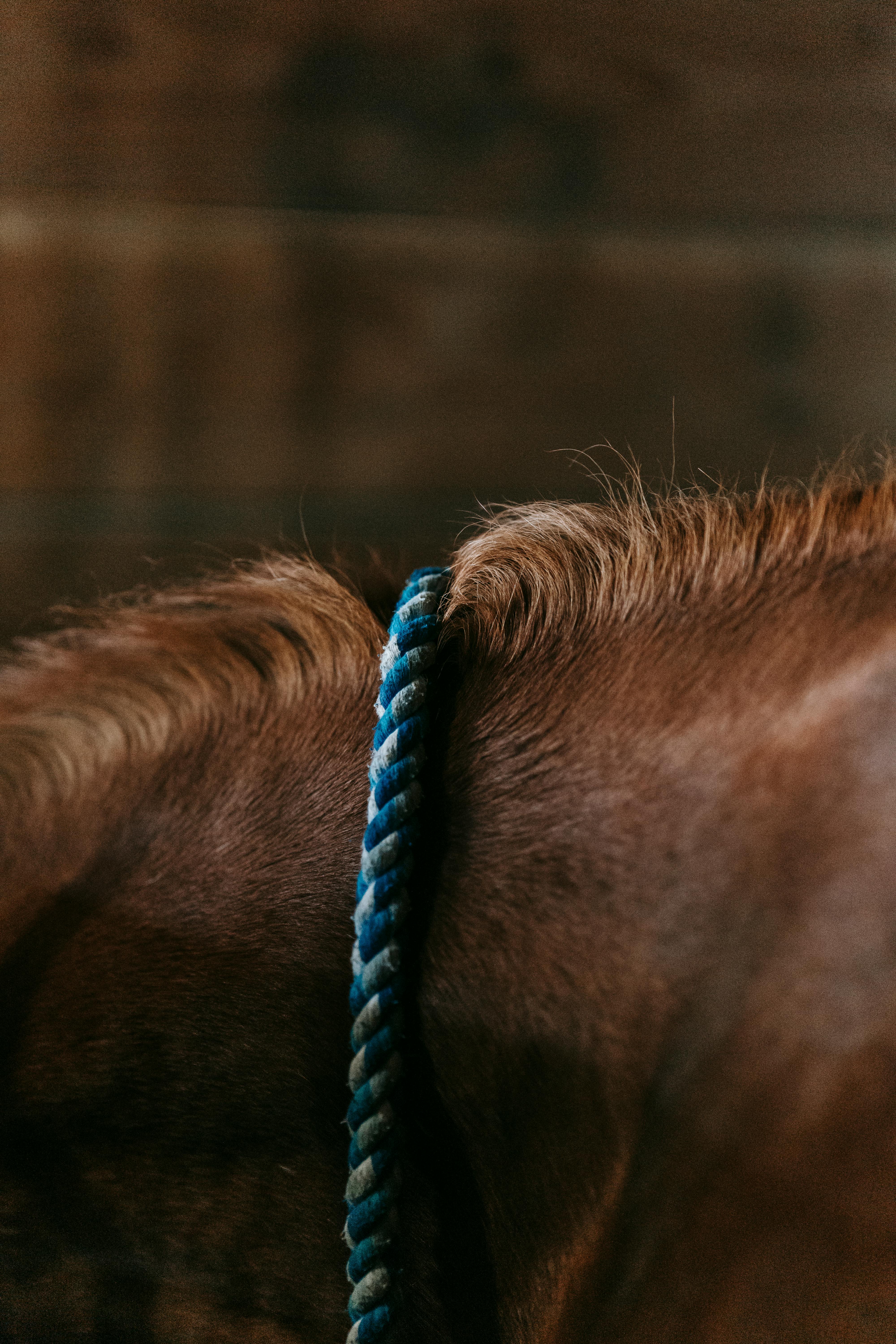 Rope Around Neck Photos, Download The BEST Free Rope Around Neck Stock ...