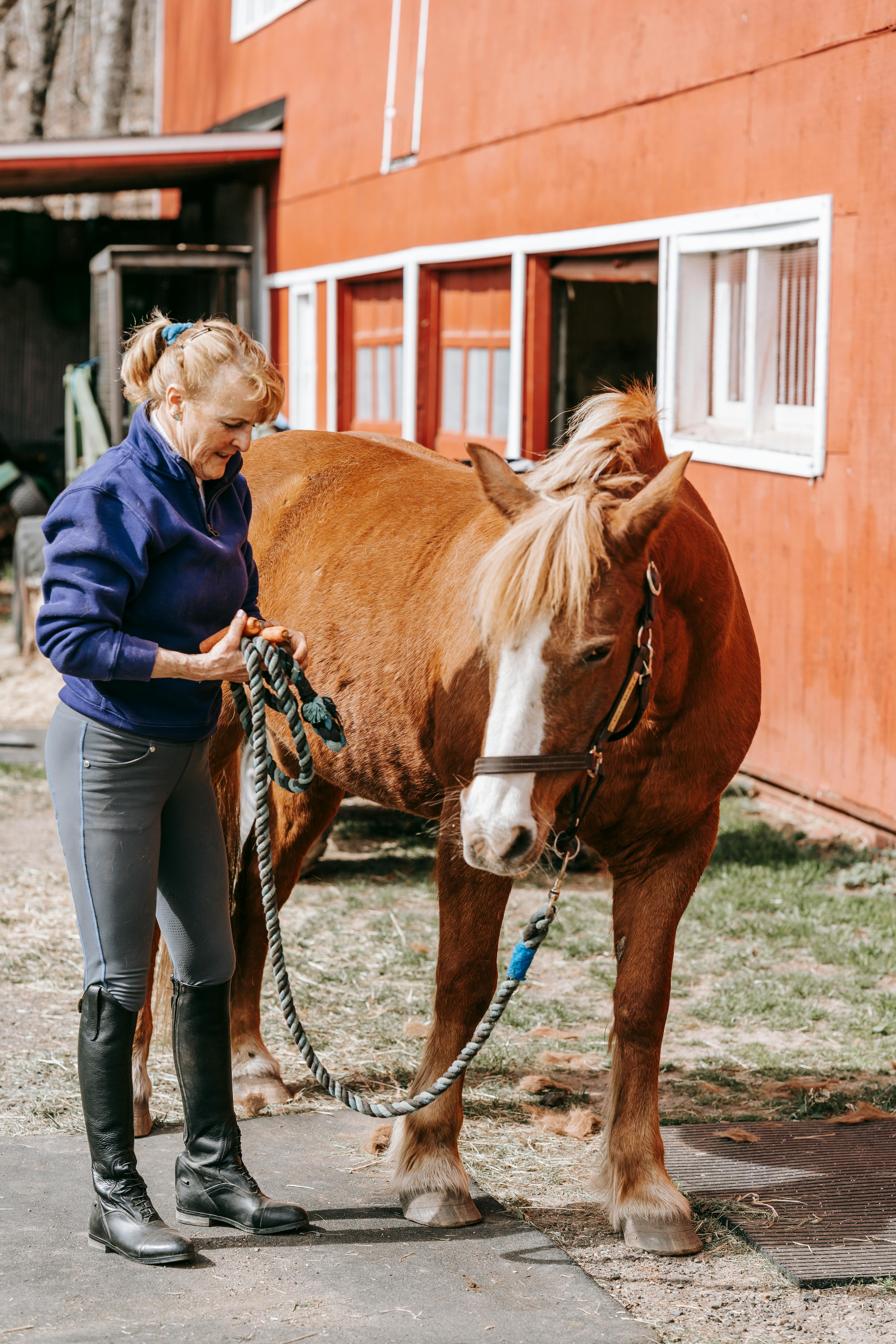 Woman Holding the Leash of a Horse · Free Stock Photo
