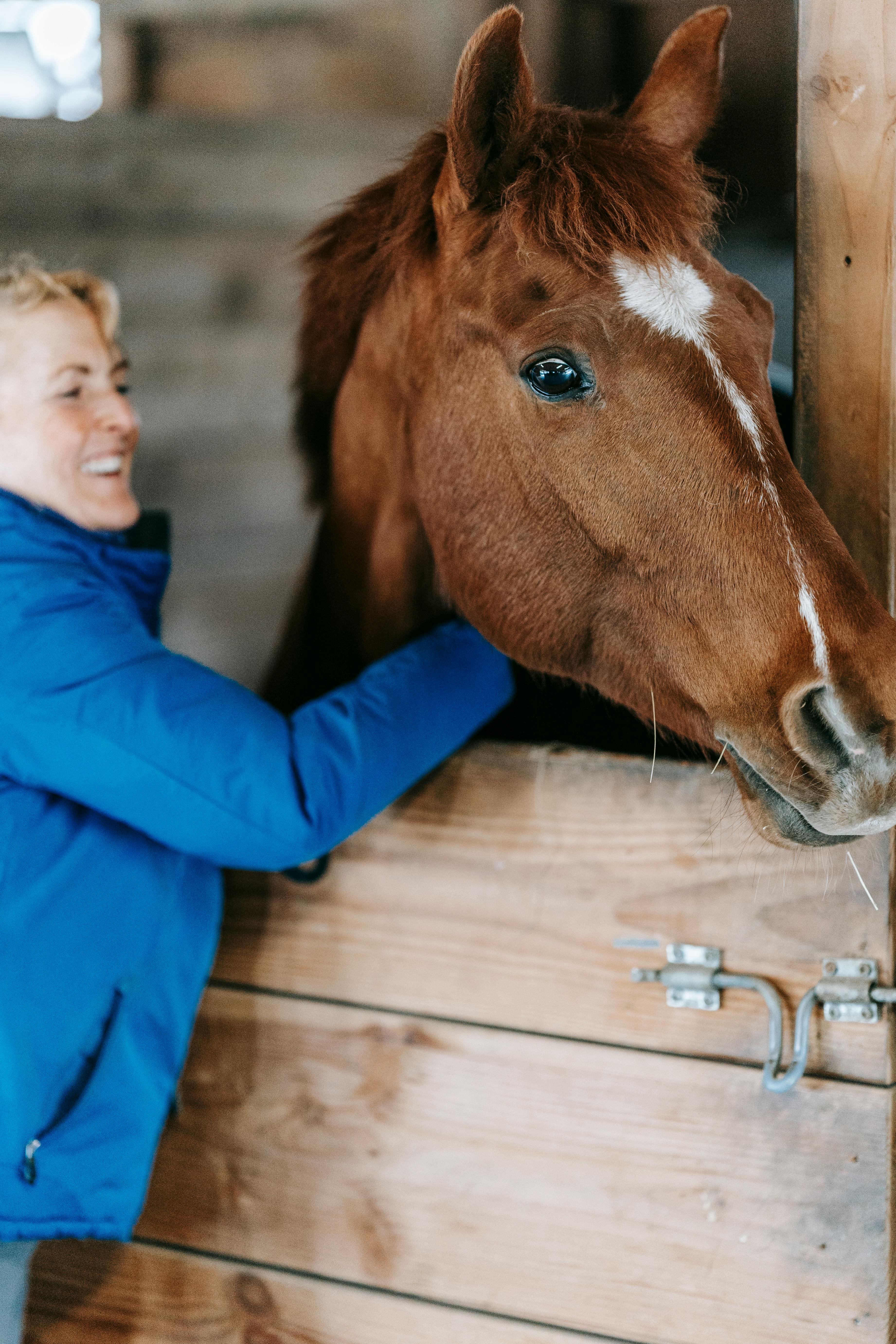 Joy Chestnut Photos, Download The BEST Free Joy Chestnut Stock Photos ...