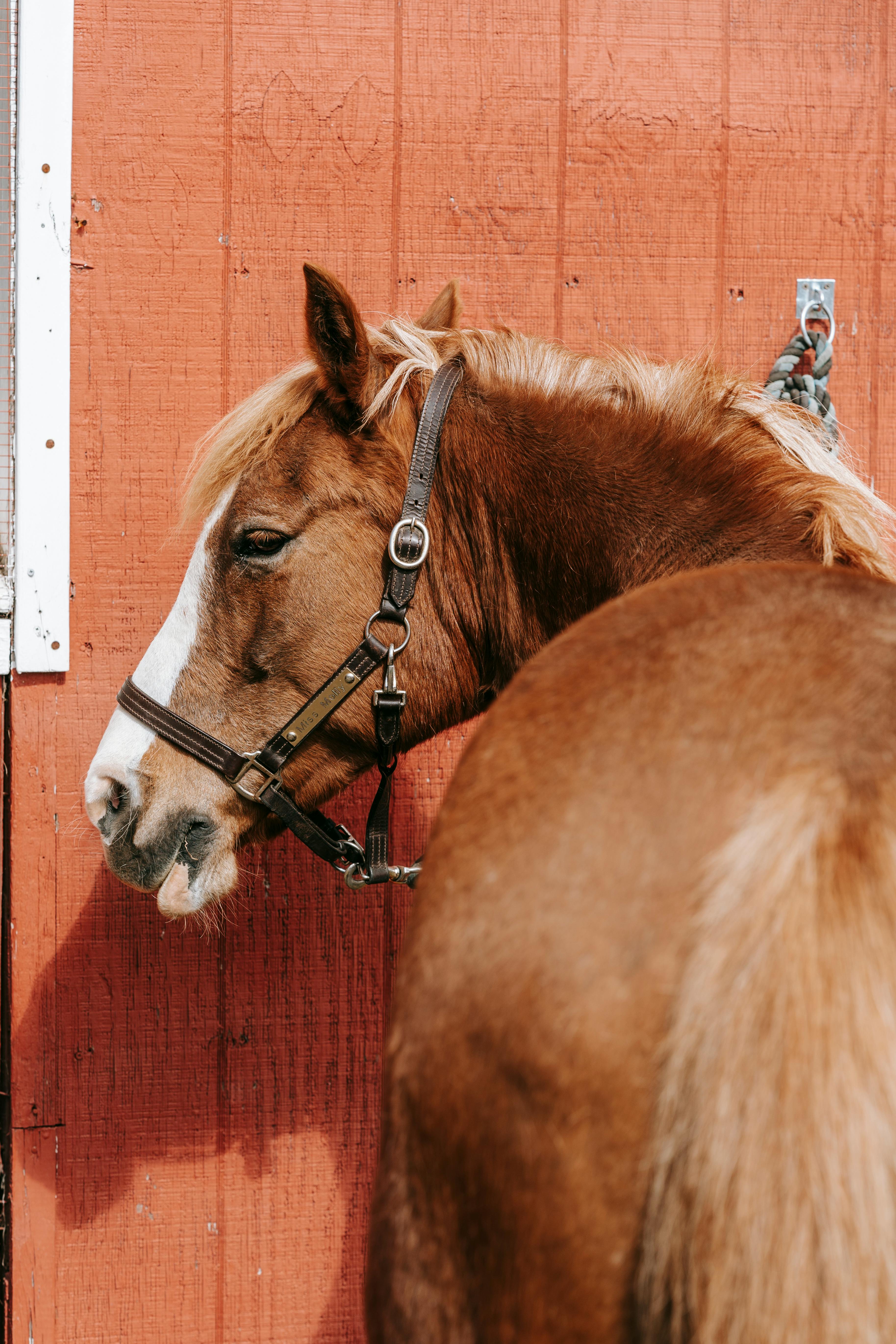 Zold Halter Texture Photos, Download The BEST Free Zold Halter Texture ...