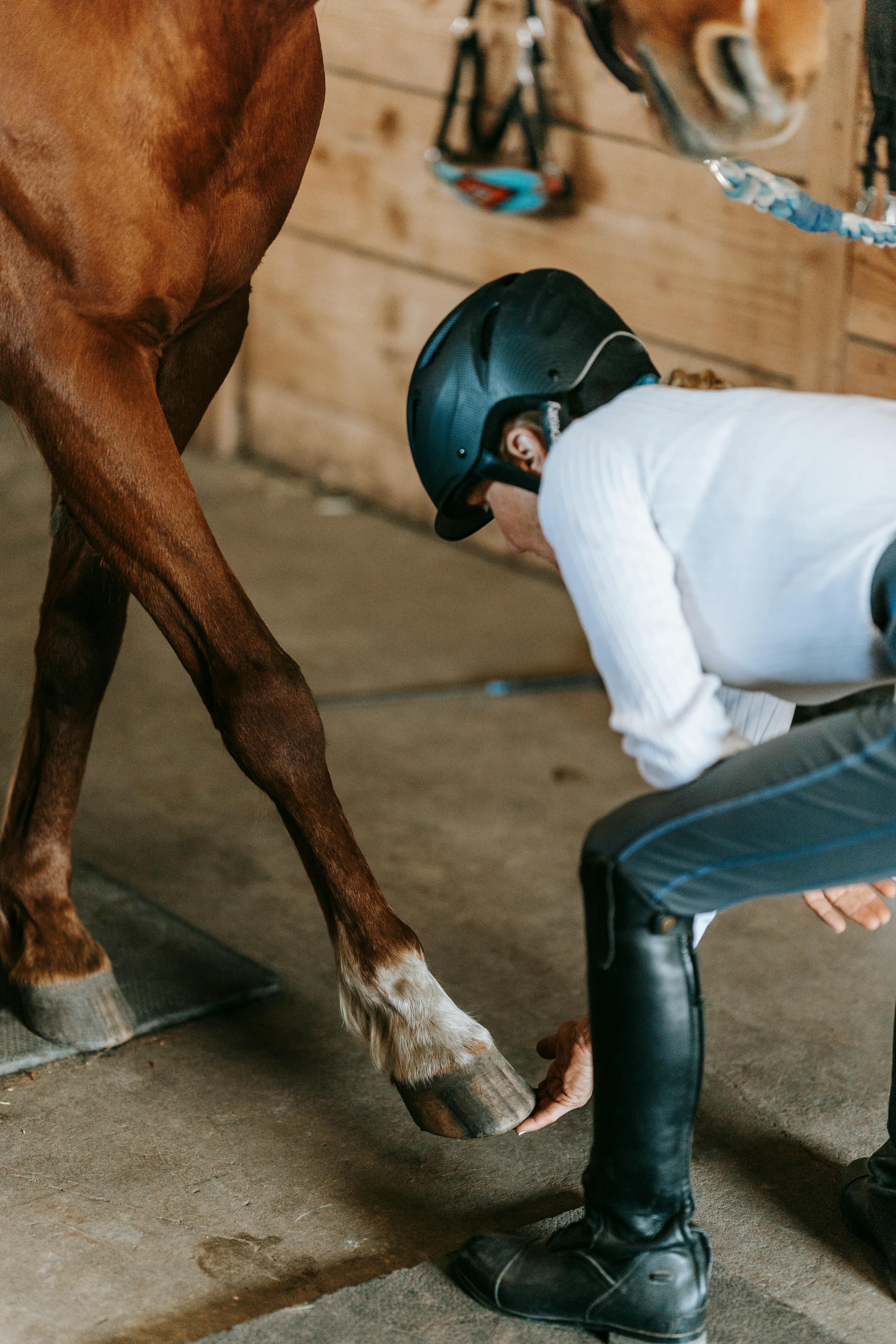 Woman Checking Horse Hoof · Free Stock Photo