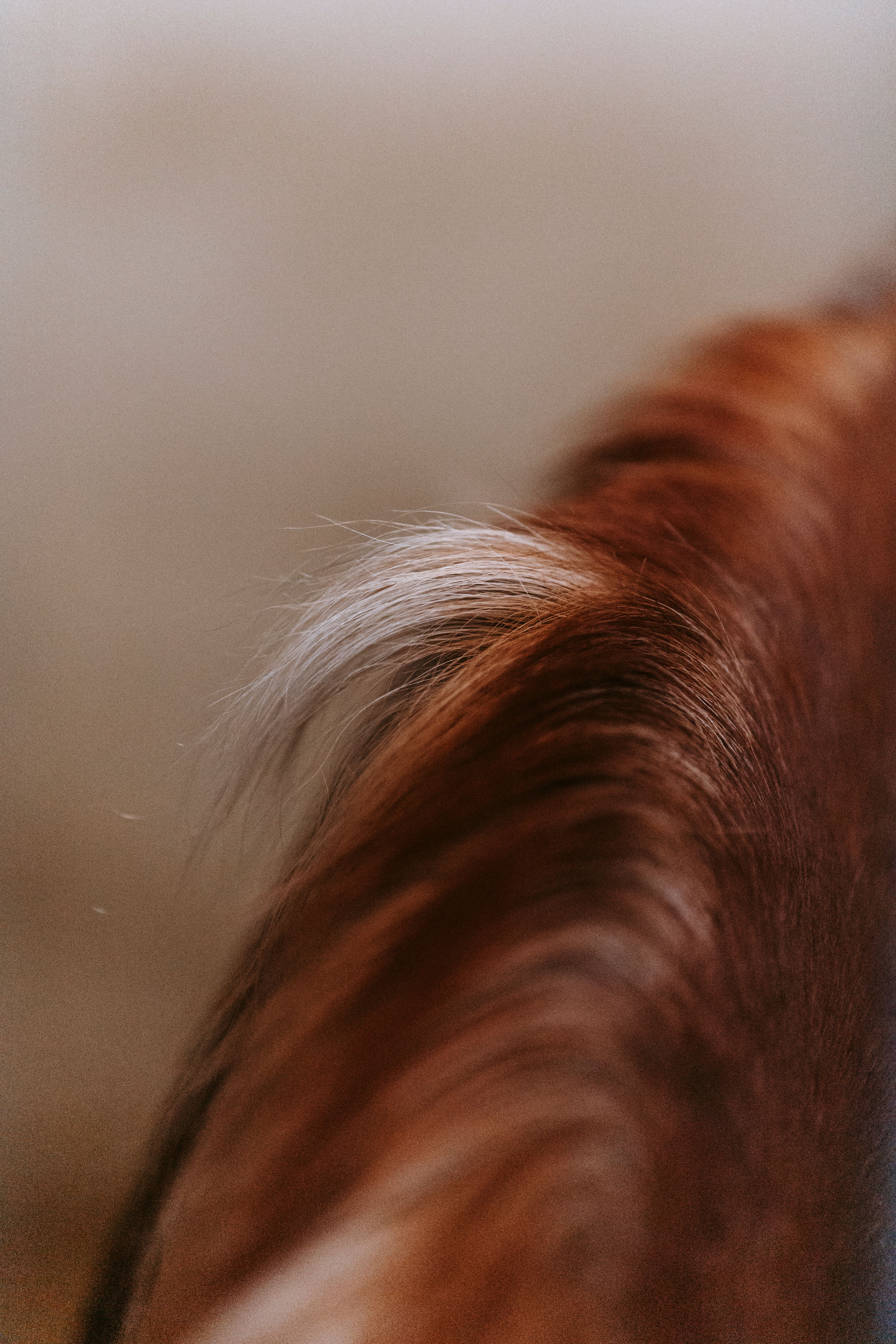 Fuzzy Horse Photos, Download The BEST Free Fuzzy Horse Stock Photos ...