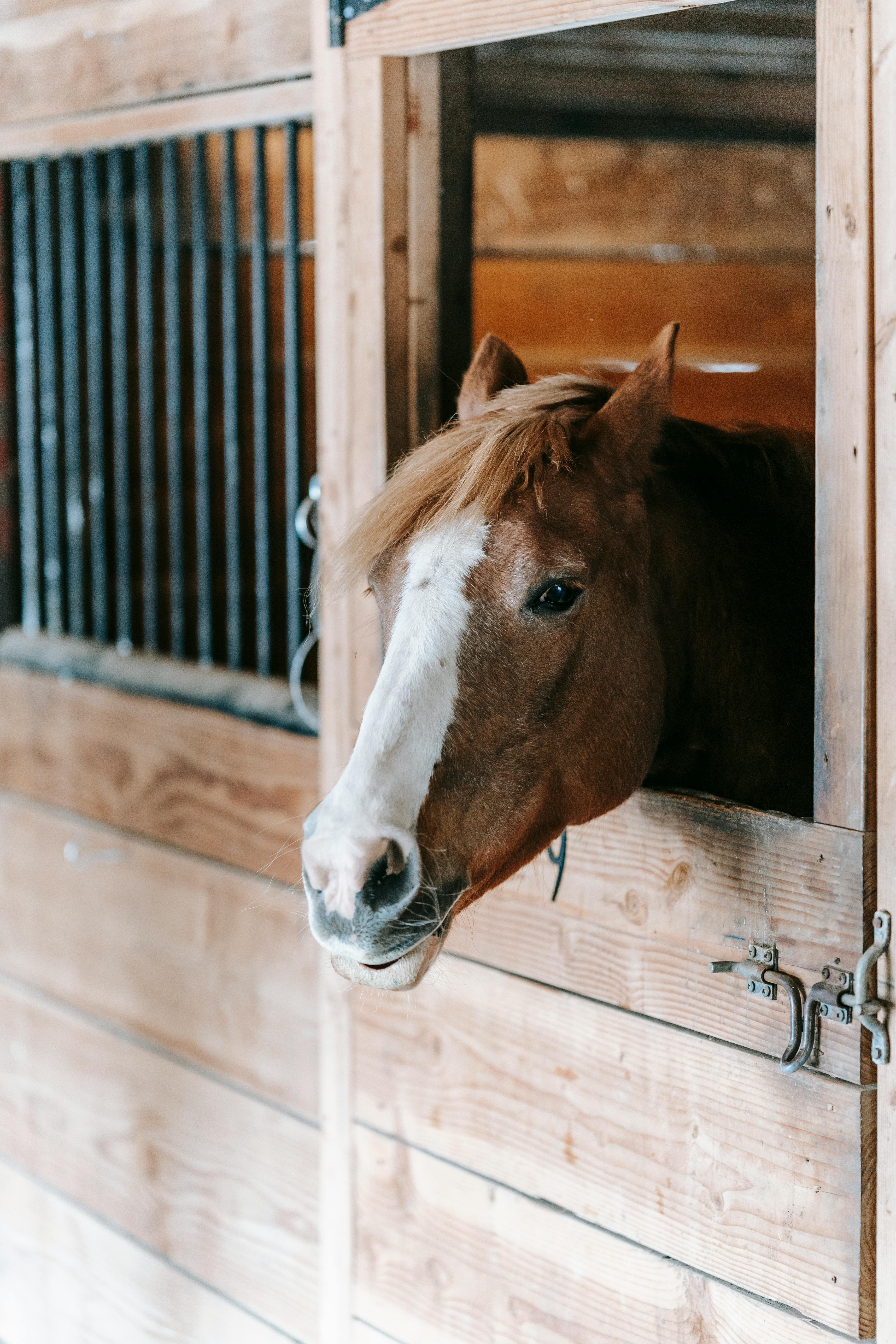 Brown Horse inside a Stable · Free Stock Photo