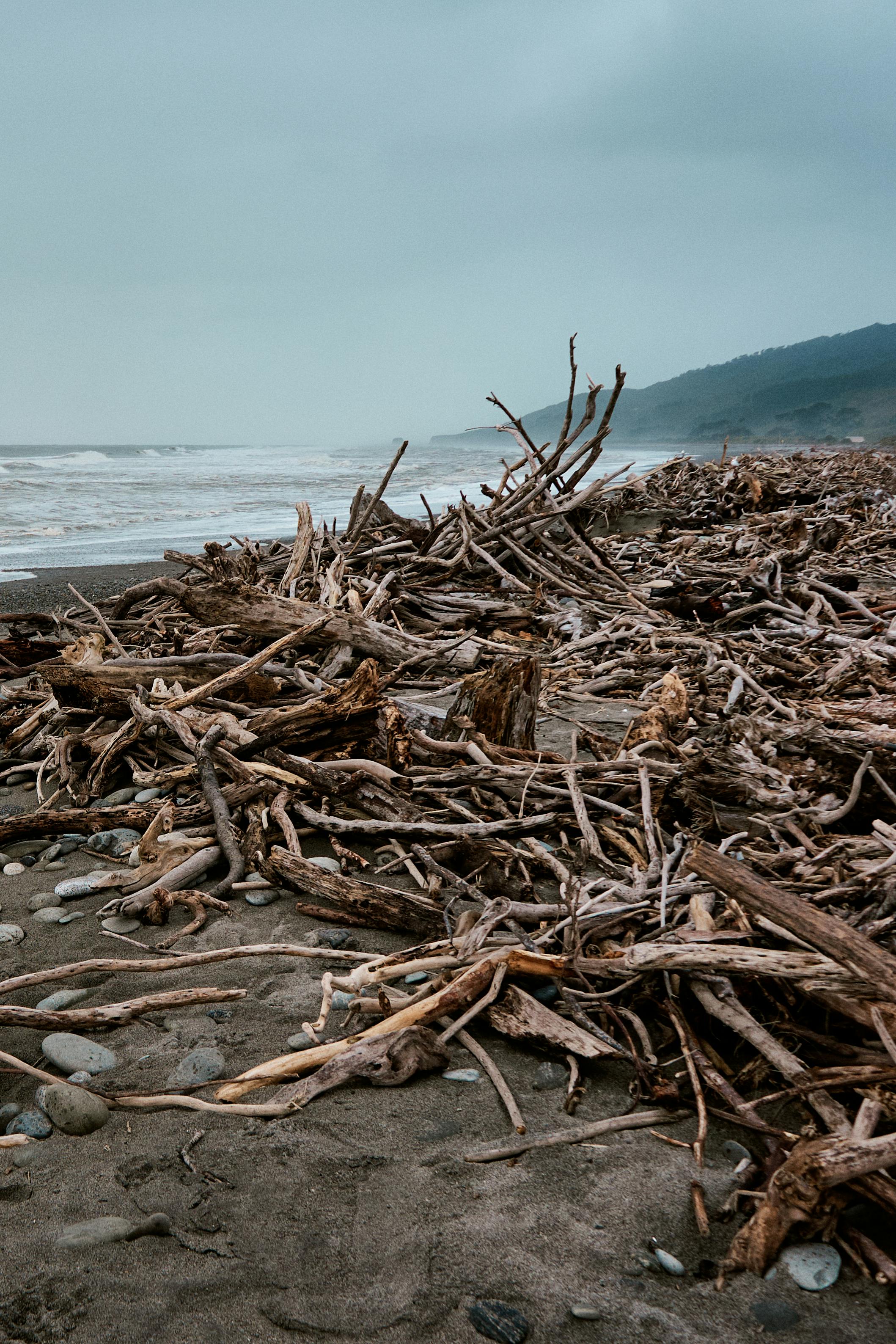 Photo of Driftwood on a Beach · Free Stock Photo