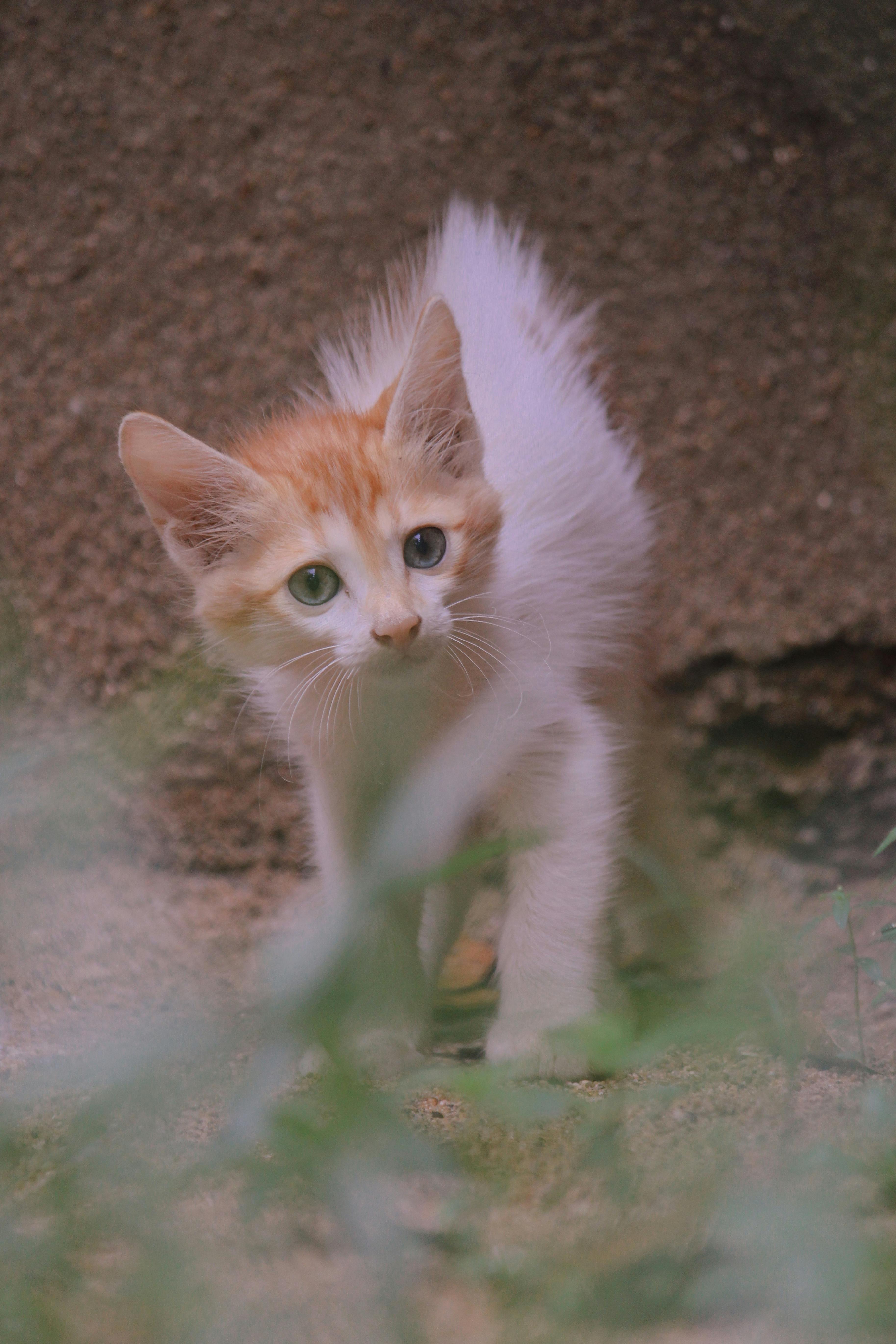 A Cyprus Cat · Free Stock Photo
