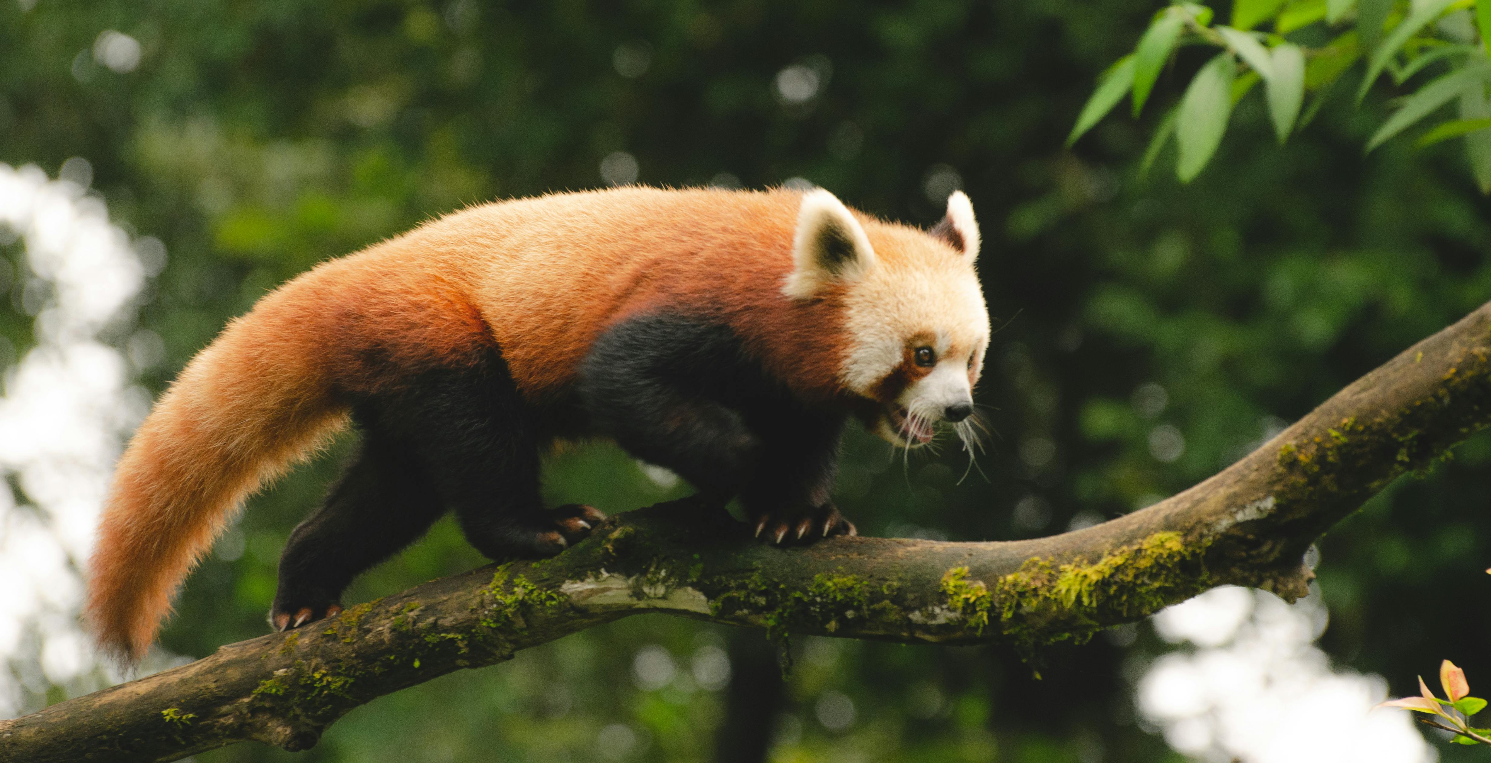 A Raccoon On A Tree Branch · Free Stock Photo