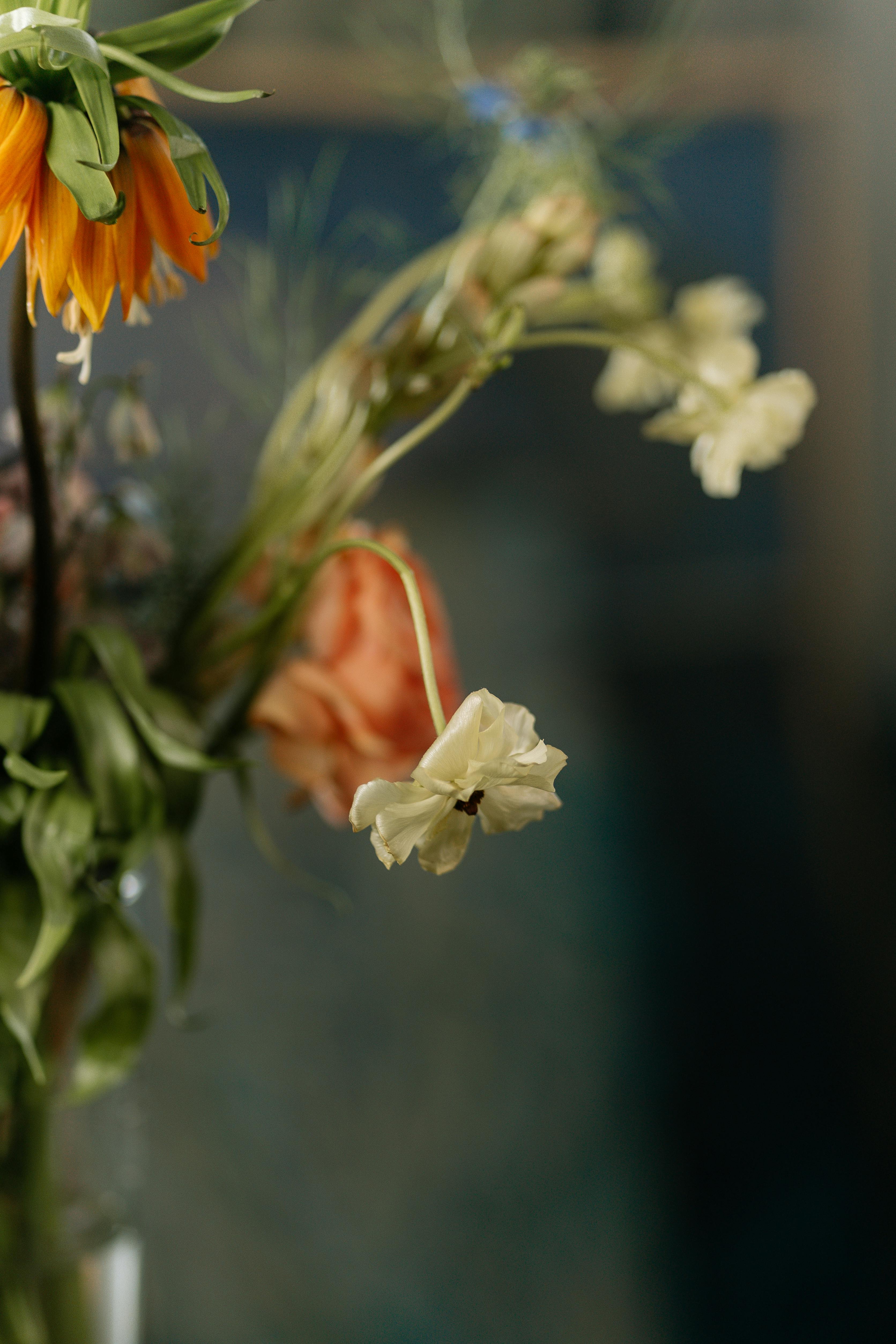 Wilted Flowers in Close-up Photography · Free Stock Photo