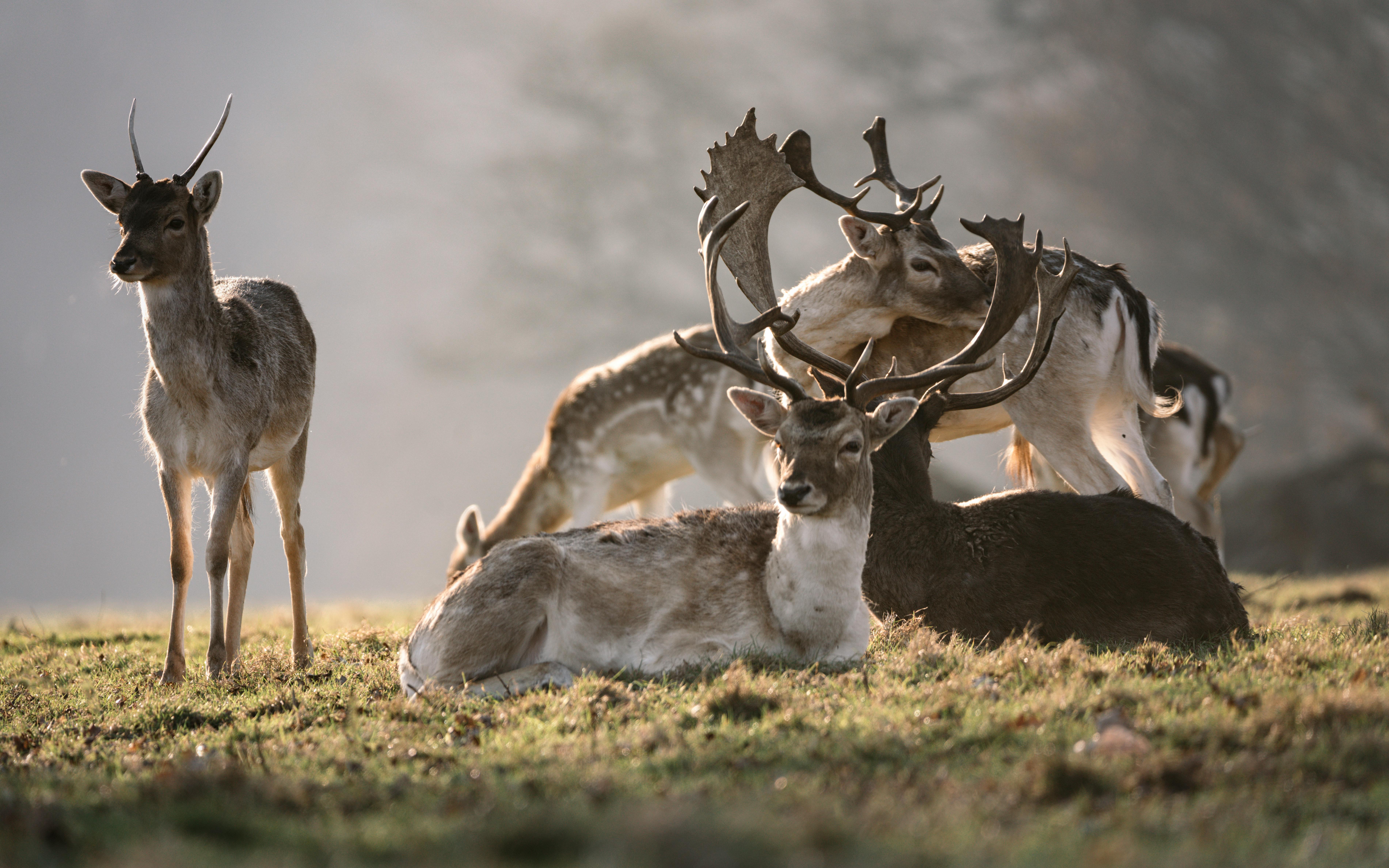 Many wild gray deer with long antlers on pasture · Free Stock Photo