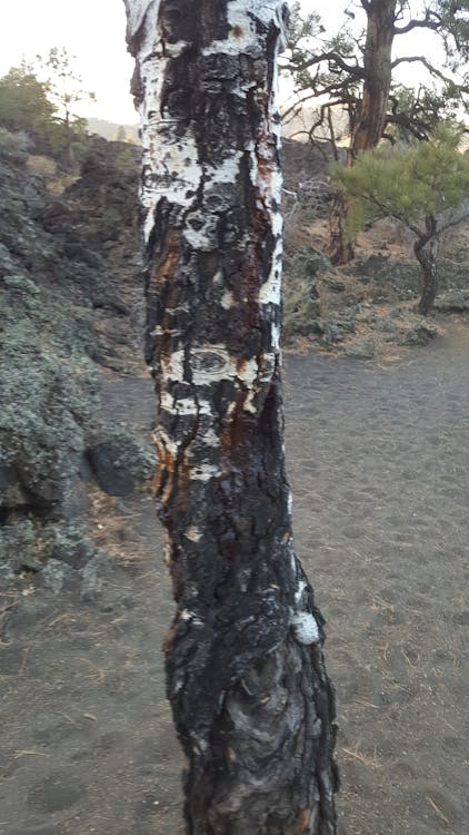 Free stock photo of burnt, lava, tree Free stock photo of burnt, lava, tree