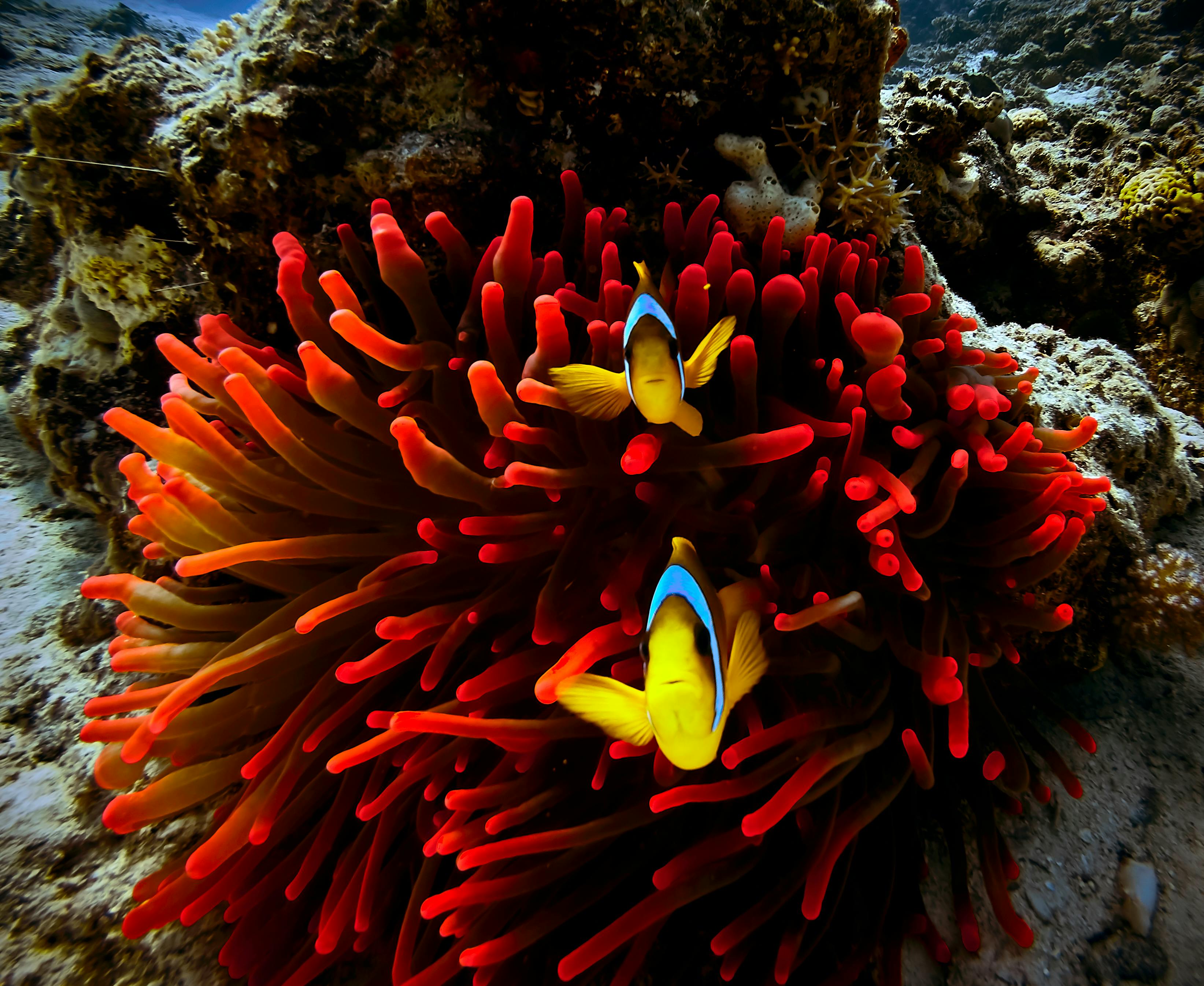 Close Up Photo of Clownfish · Free Stock Photo