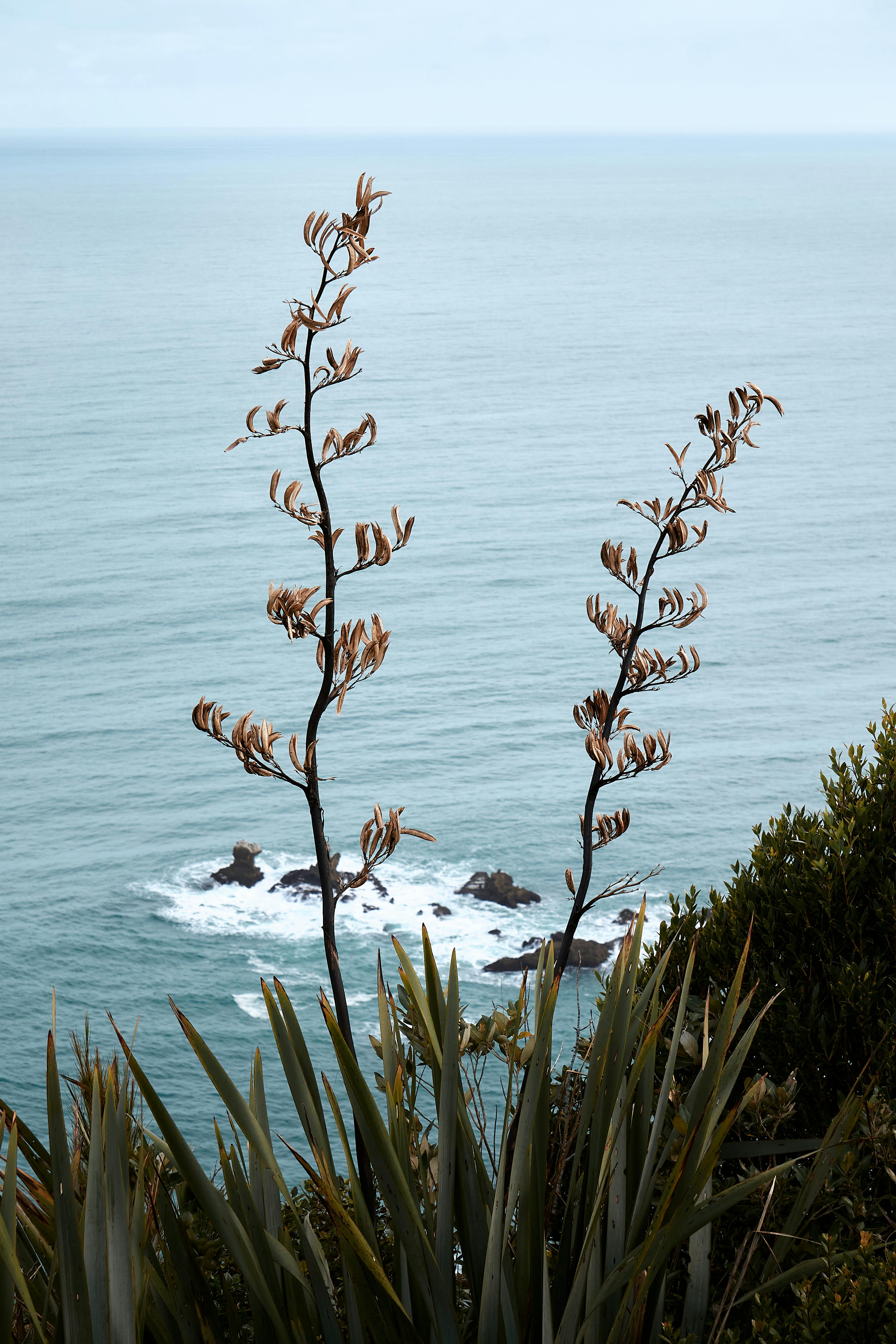 Sea Botanical Watercolor Photos, Download The BEST Free Sea Botanical ...