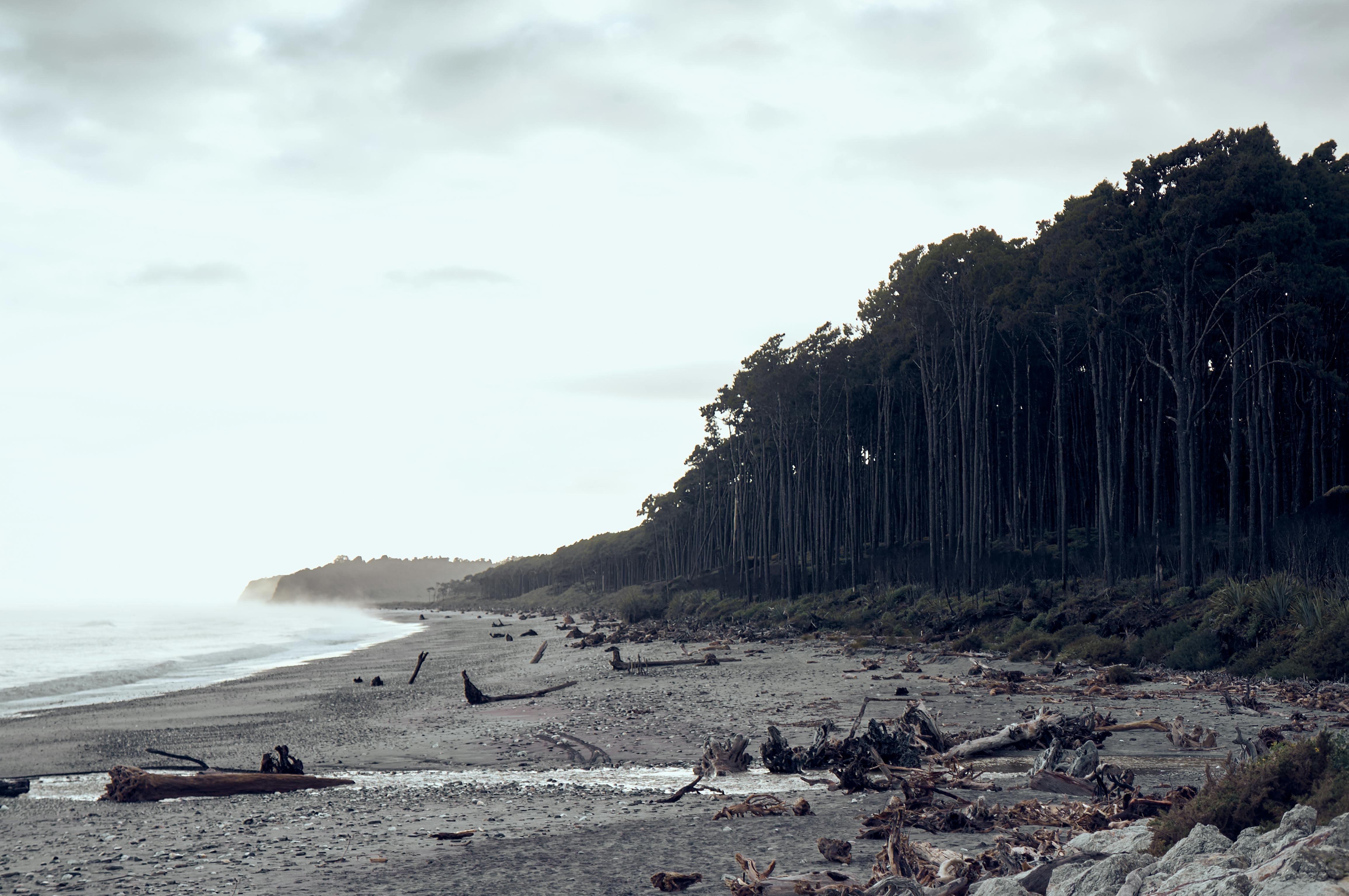 Tall Trees by the Beach · Free Stock Photo