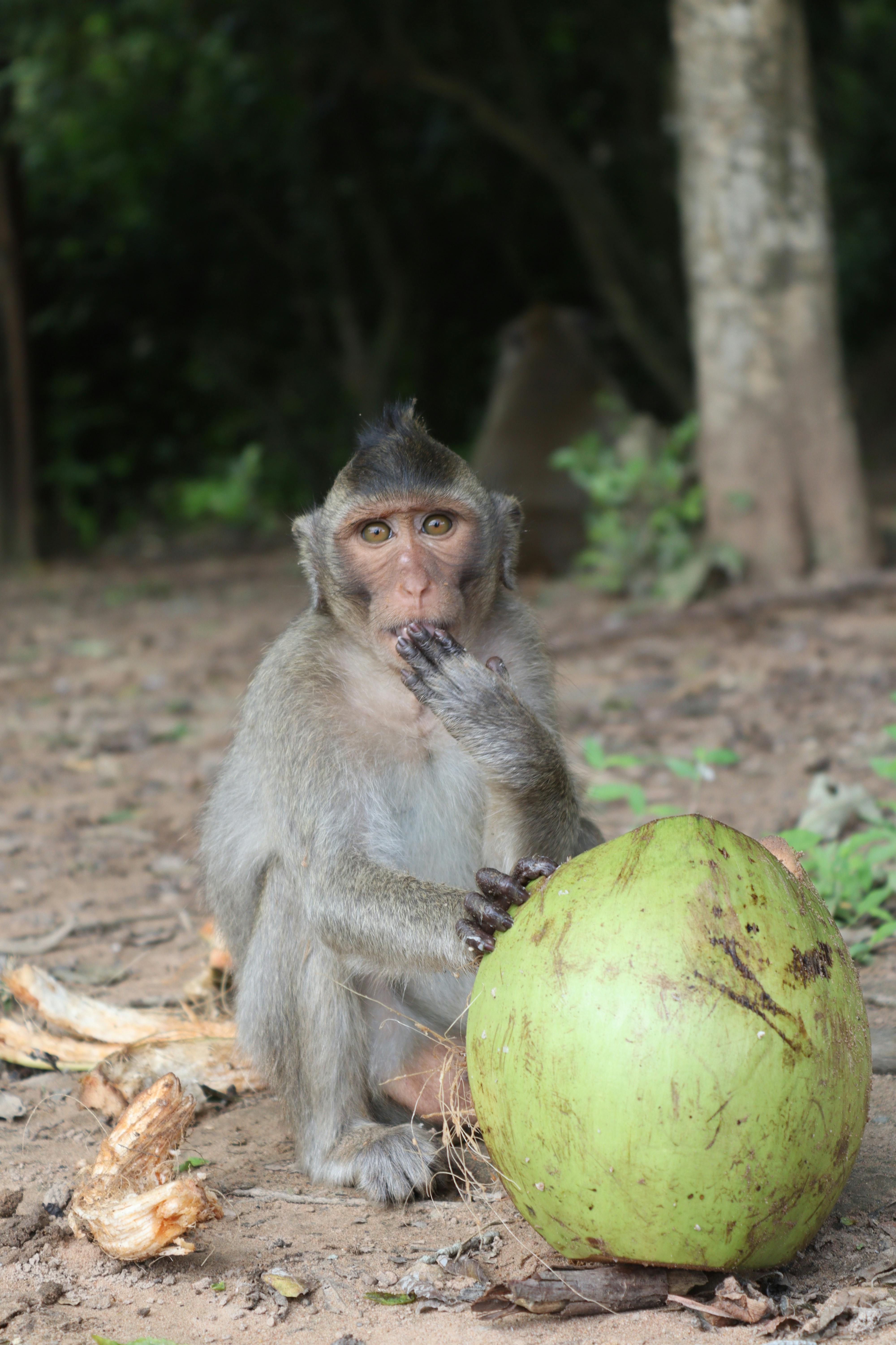 Monkey Touching a Coconut · Free Stock Photo