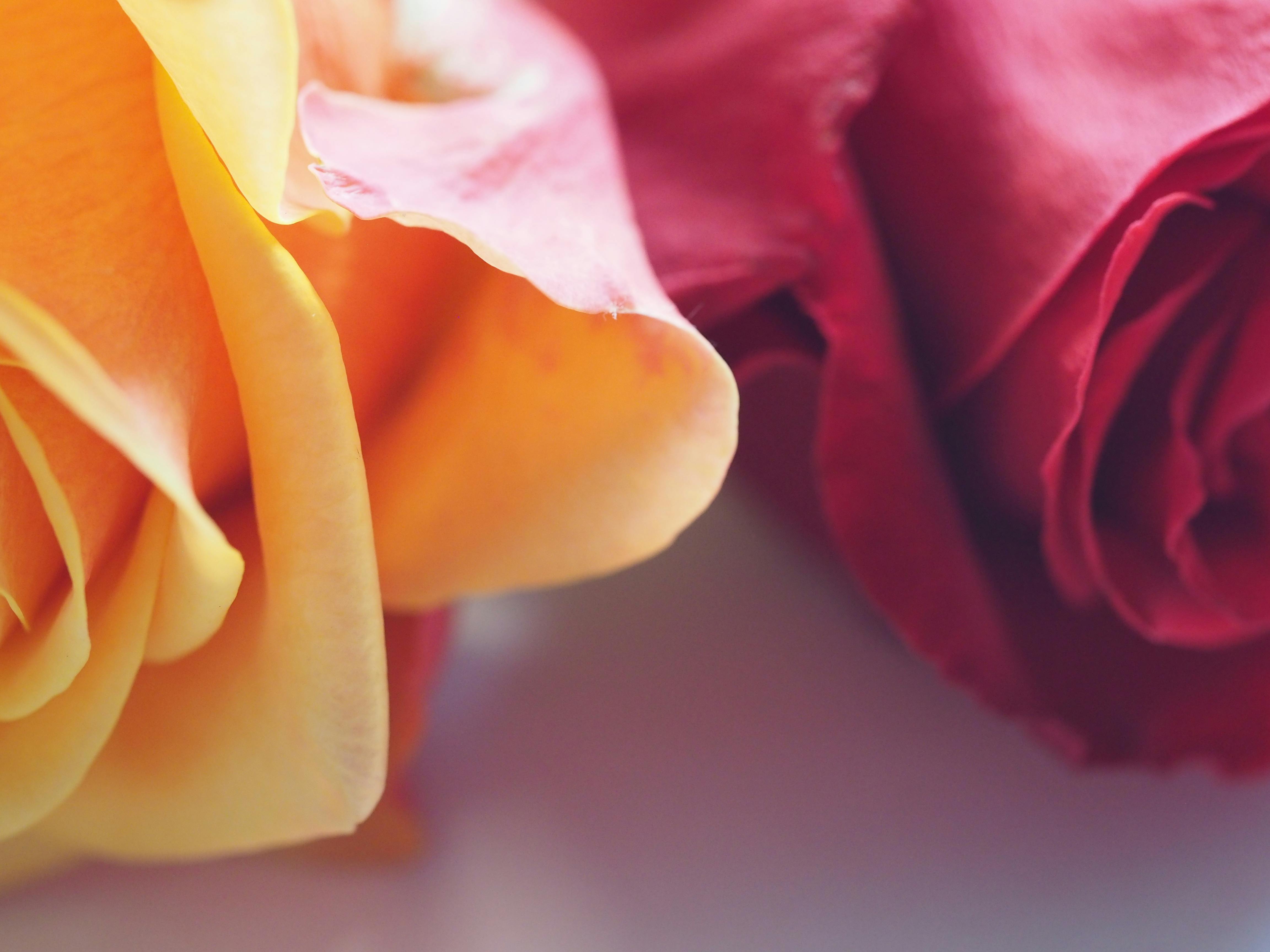 Yellow and Red Roses · Free Stock Photo