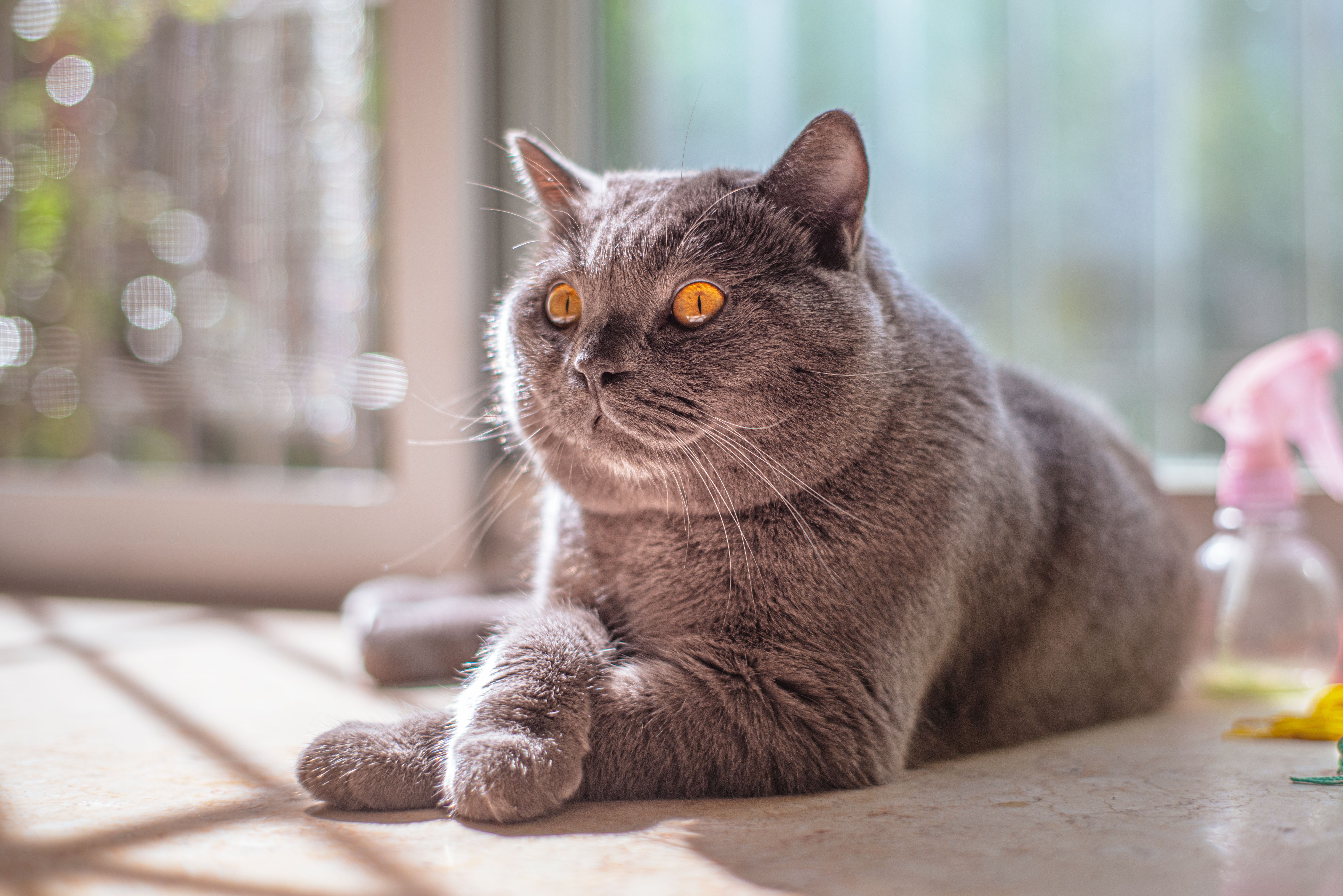 Chubby Cat Photos, Download The BEST Free Chubby Cat Stock Photos & HD ...