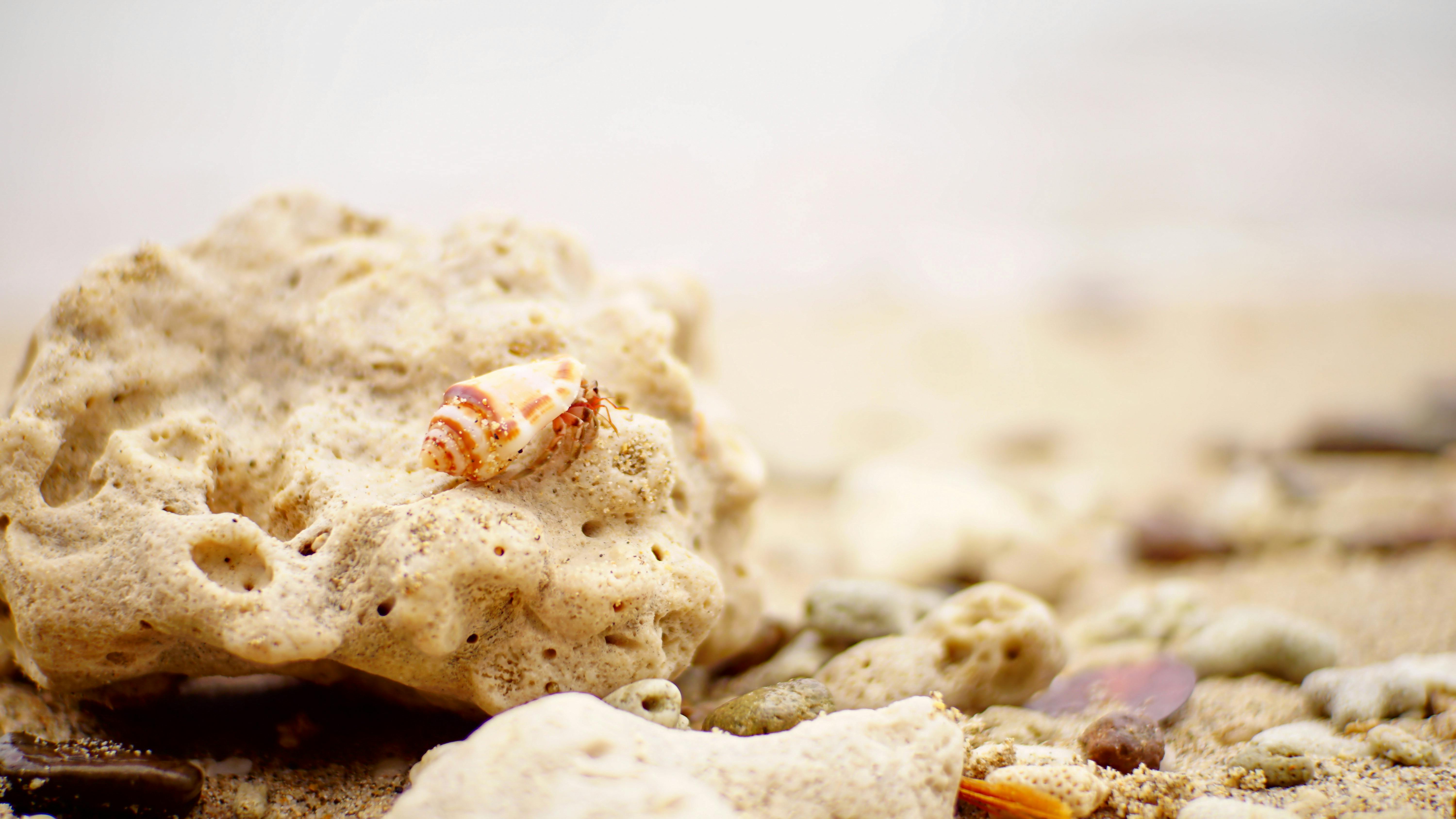 Brown Shell on Stone · Free Stock Photo