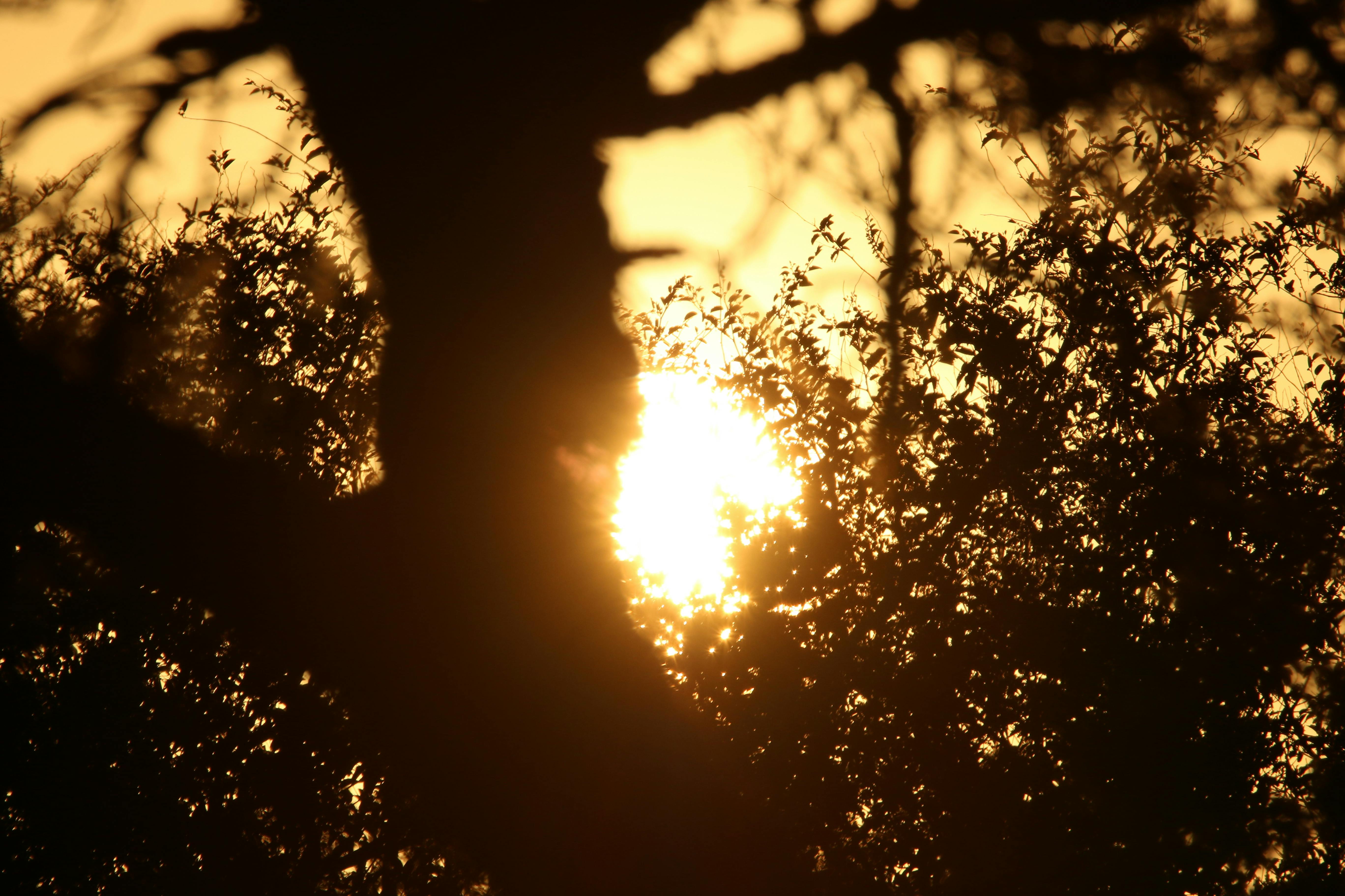 Free stock photo of bush, farm, grass - Stock Image - Everypixel