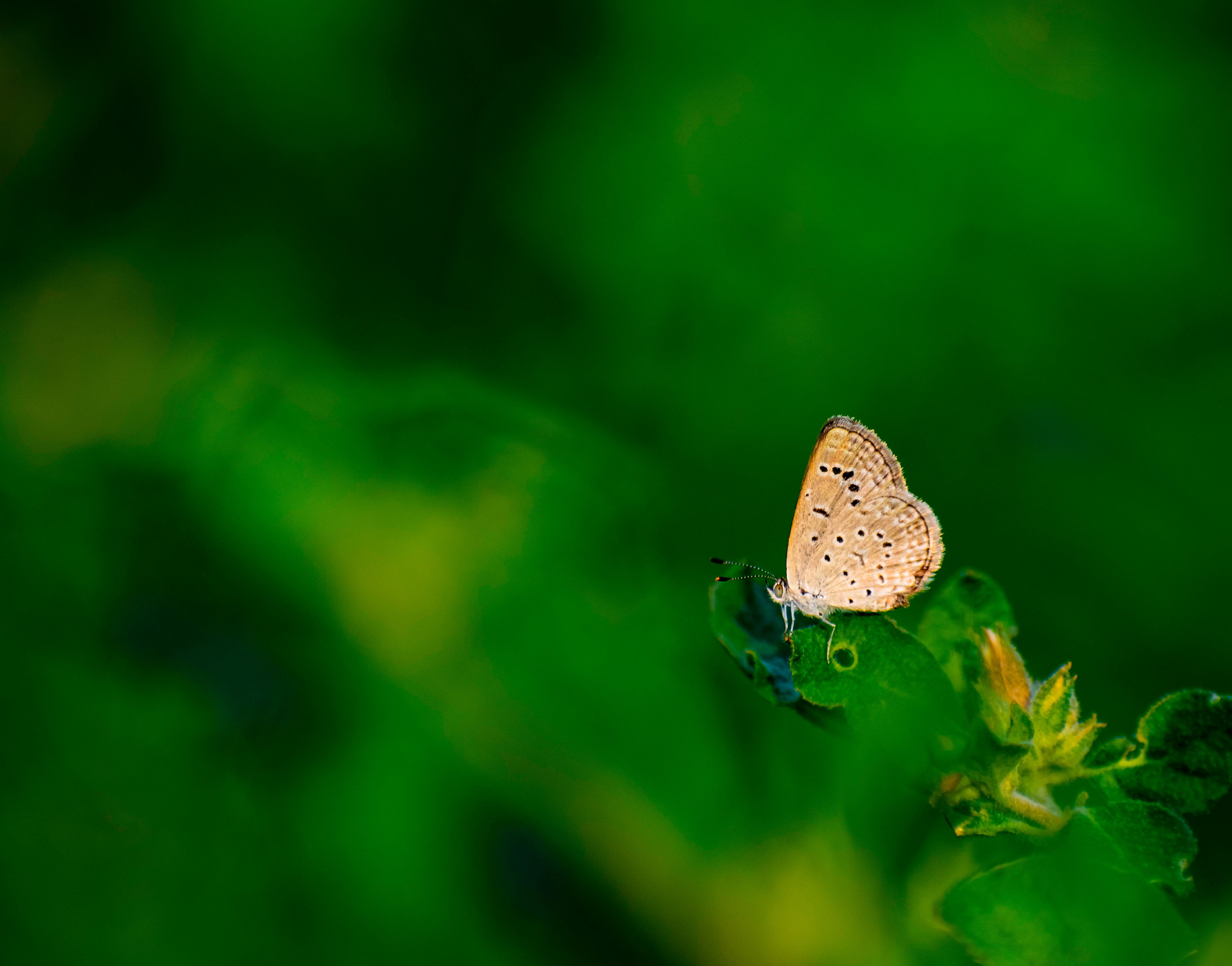 Close Up Shot of a Butterfly · Free Stock Photo
