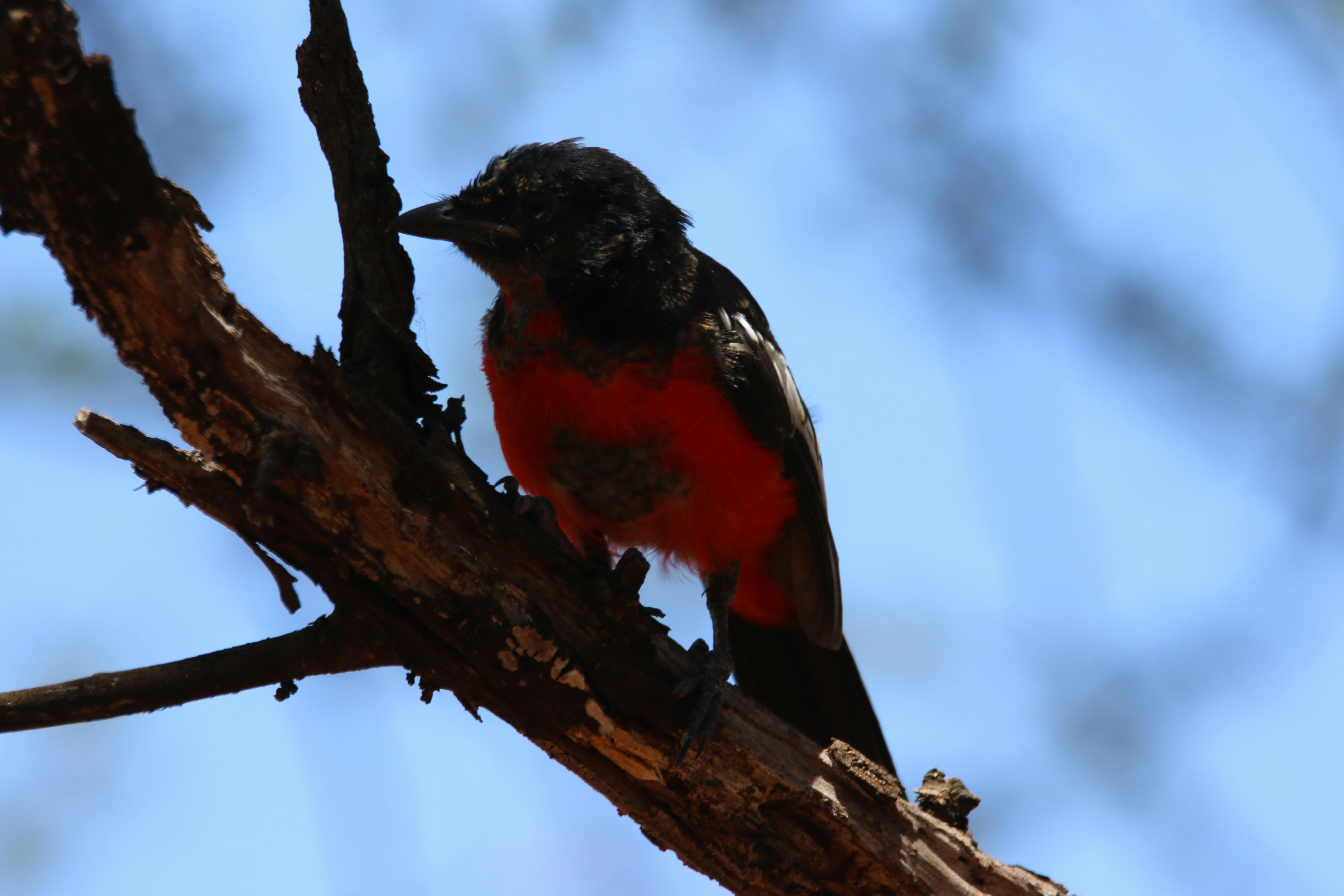 Small Black and Red Bird · Free Stock Photo