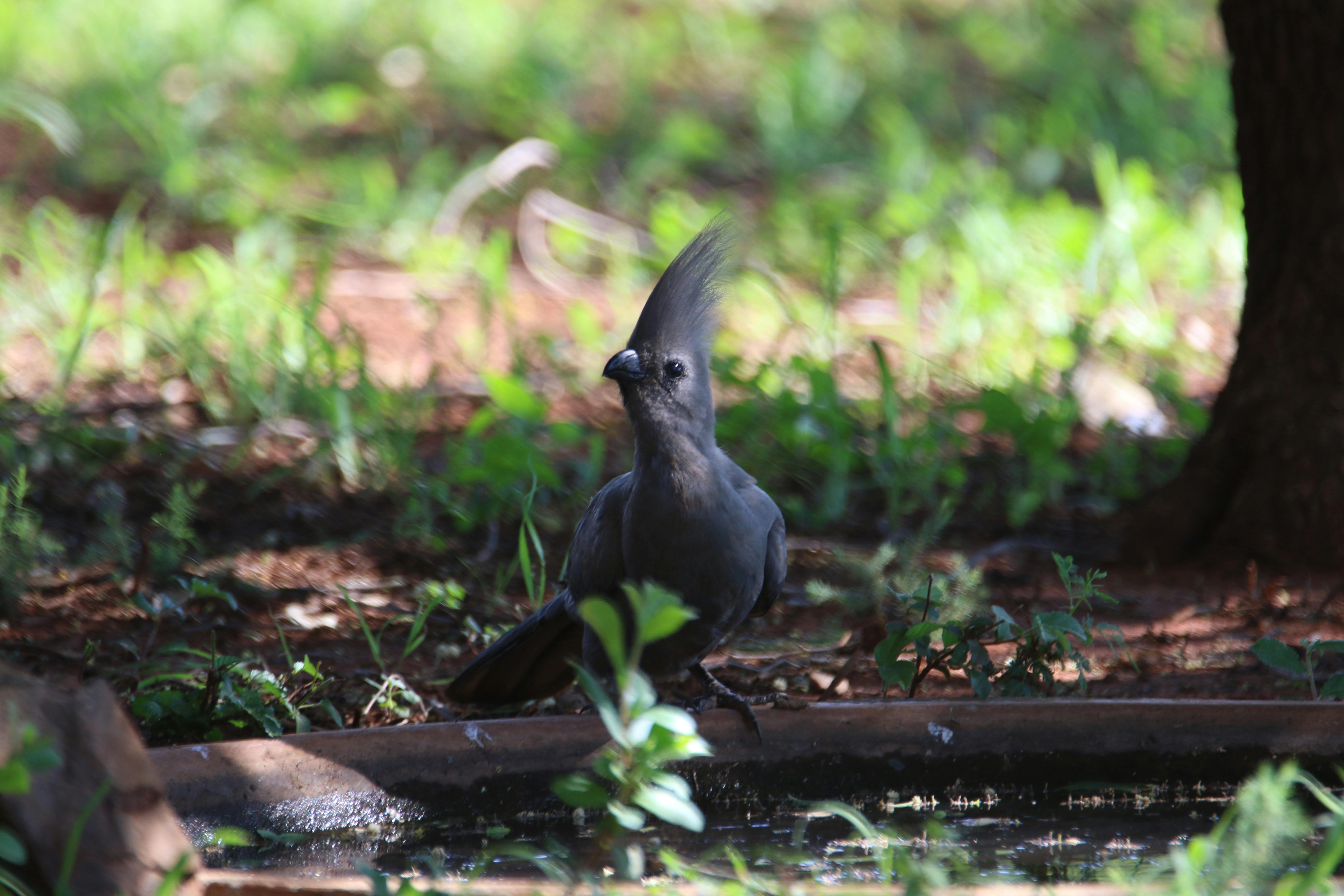 Free stock photo of animals, feathers, grass
