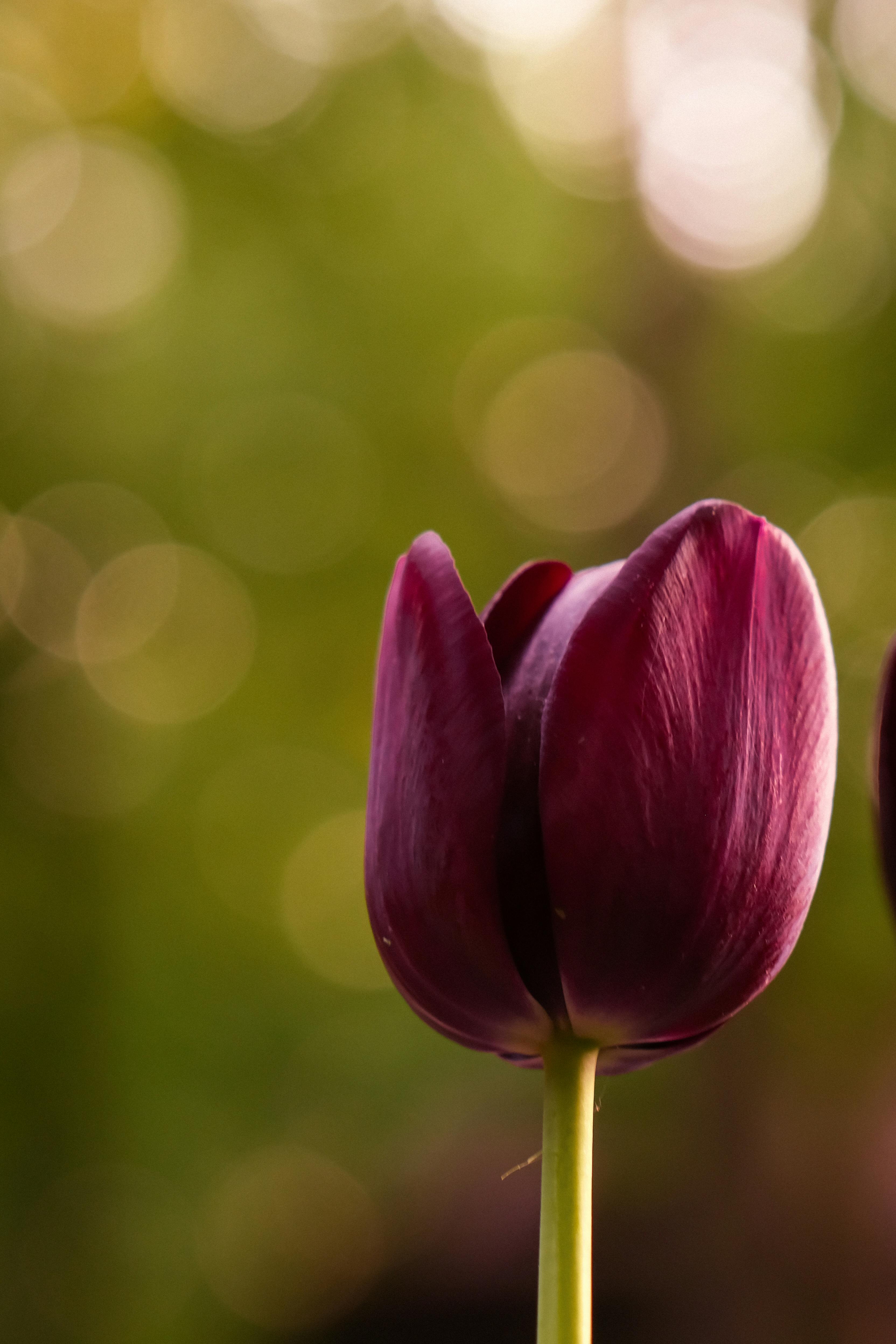 A Tulip Flower in Close-up Photography · Free Stock Photo