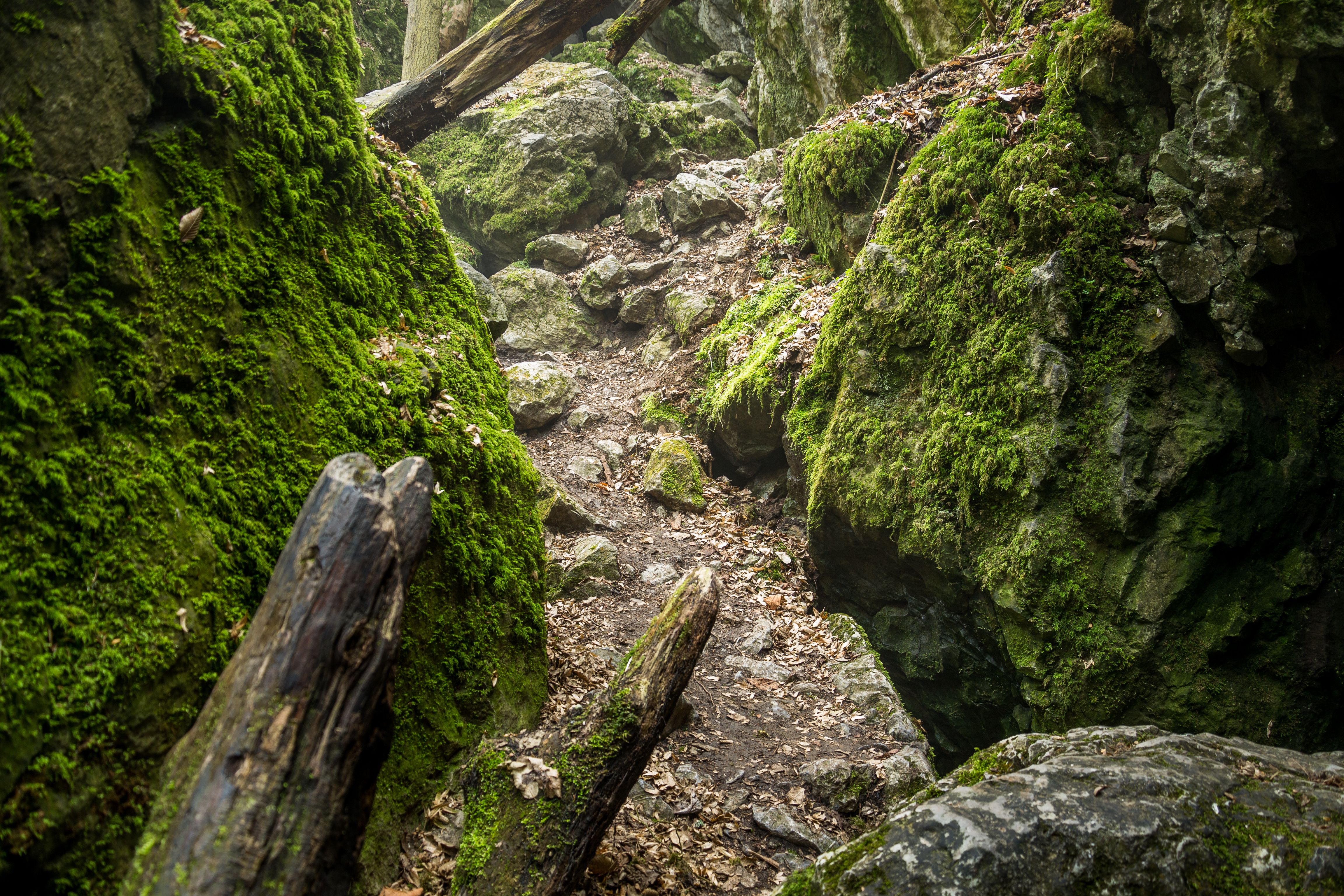 Wooden Logs on Mossy Rocks · Free Stock Photo