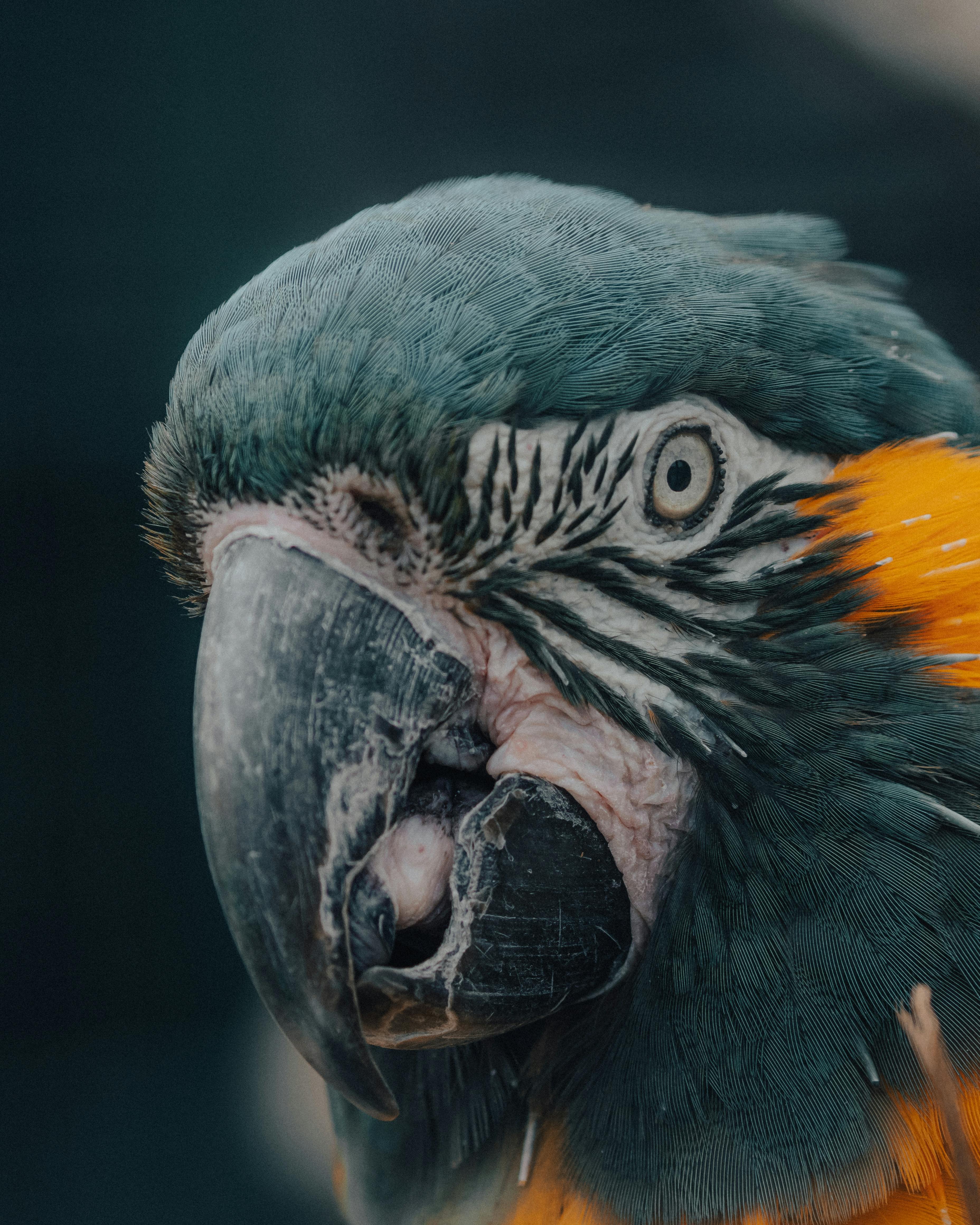 Parrot looking at camera against blurred background · Free Stock Photo