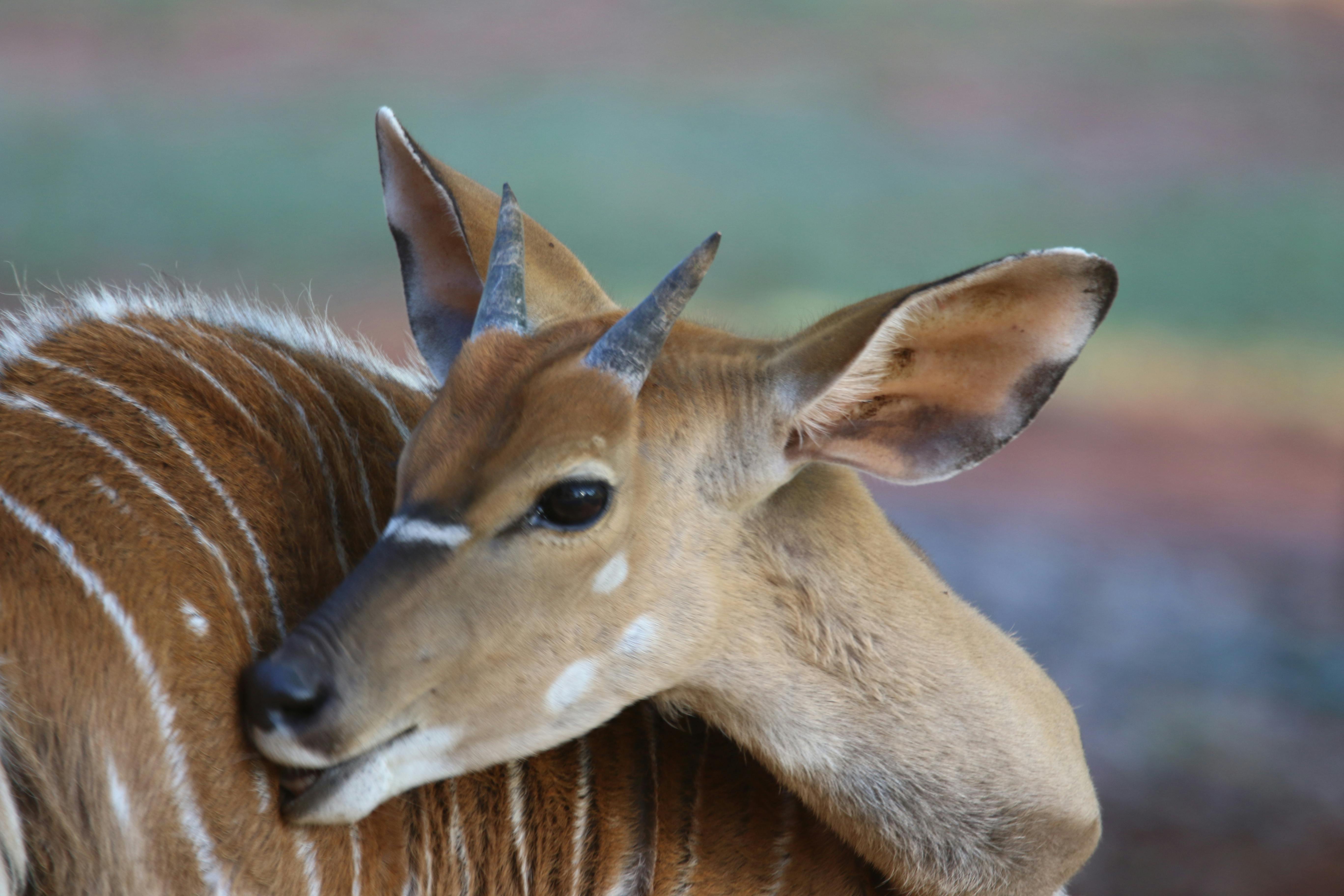 Free stock photo of animal, animals, antelope