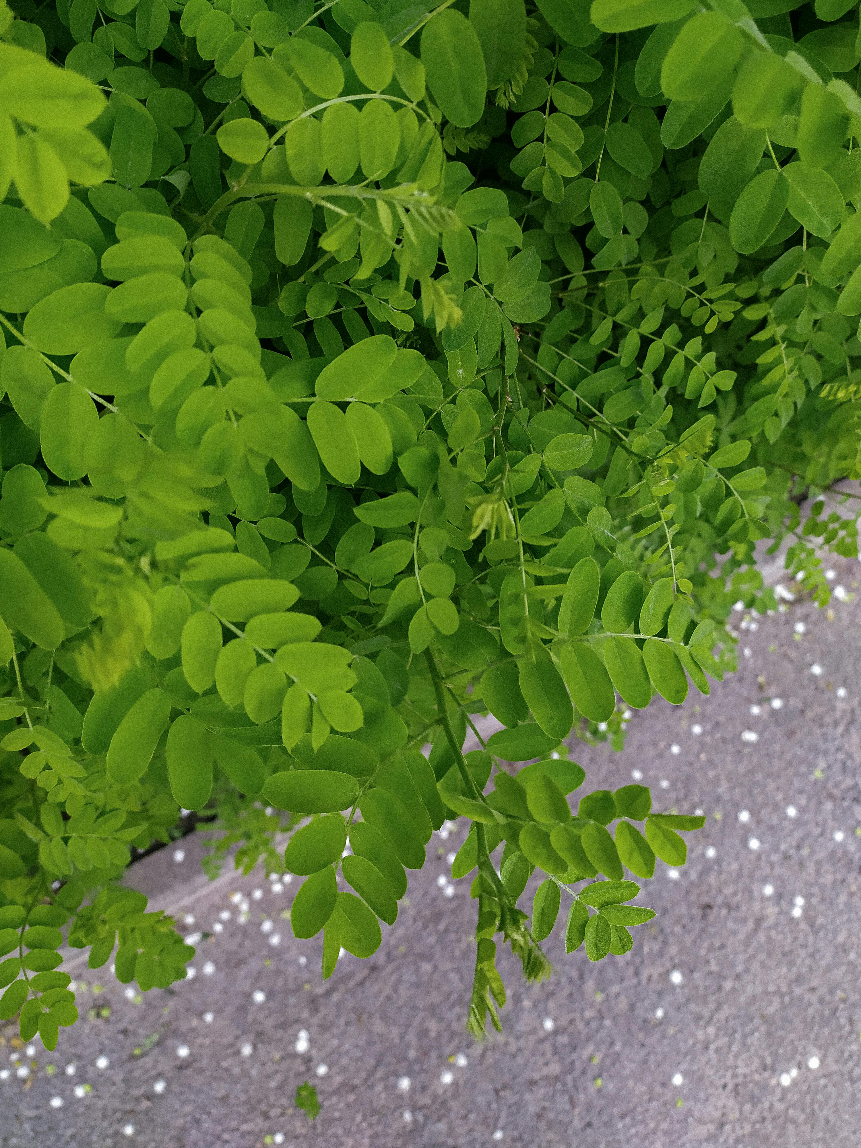 Lingonberry Plants on Wet Ground · Free Stock Photo