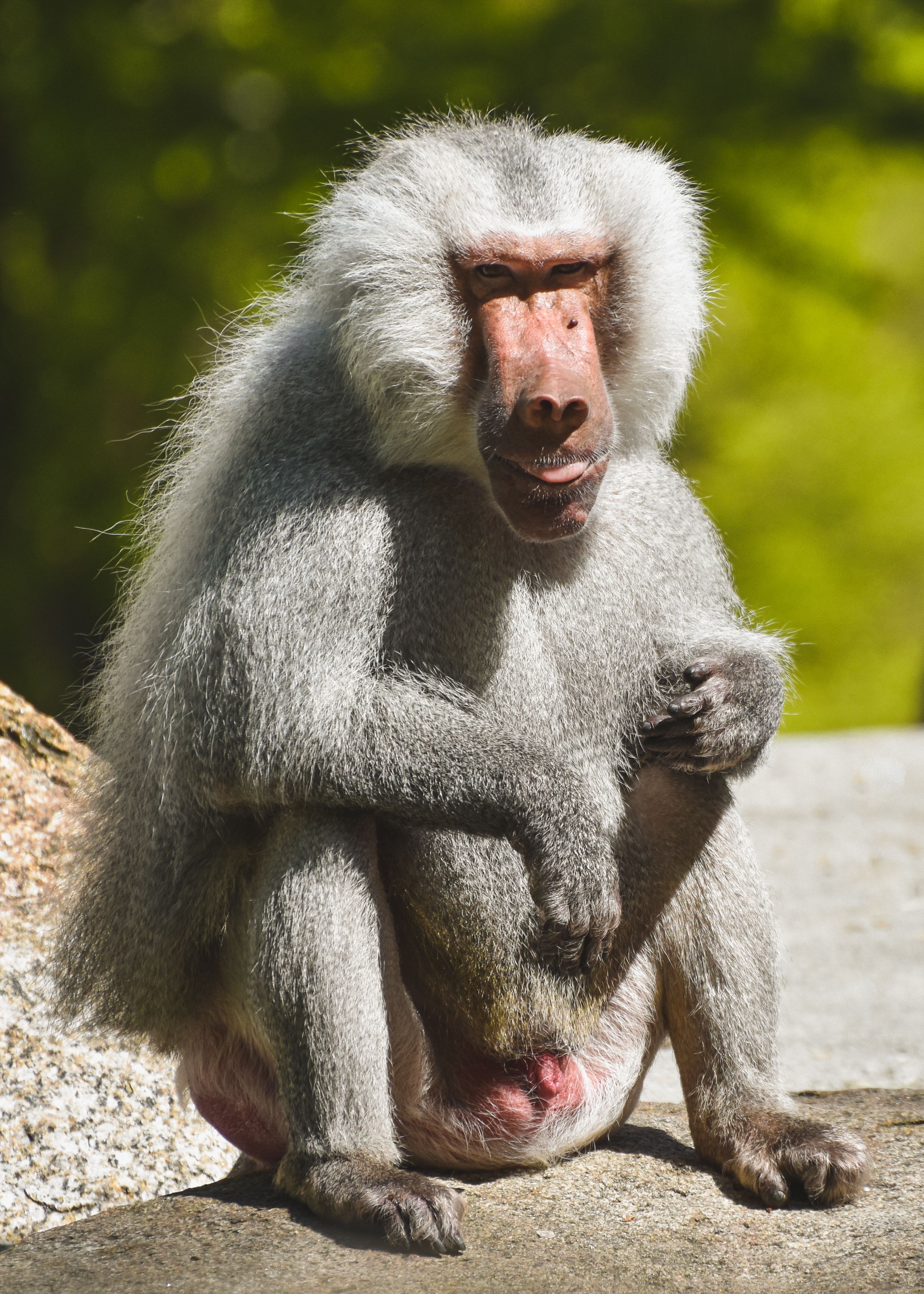 White Baboon · Free Stock Photo