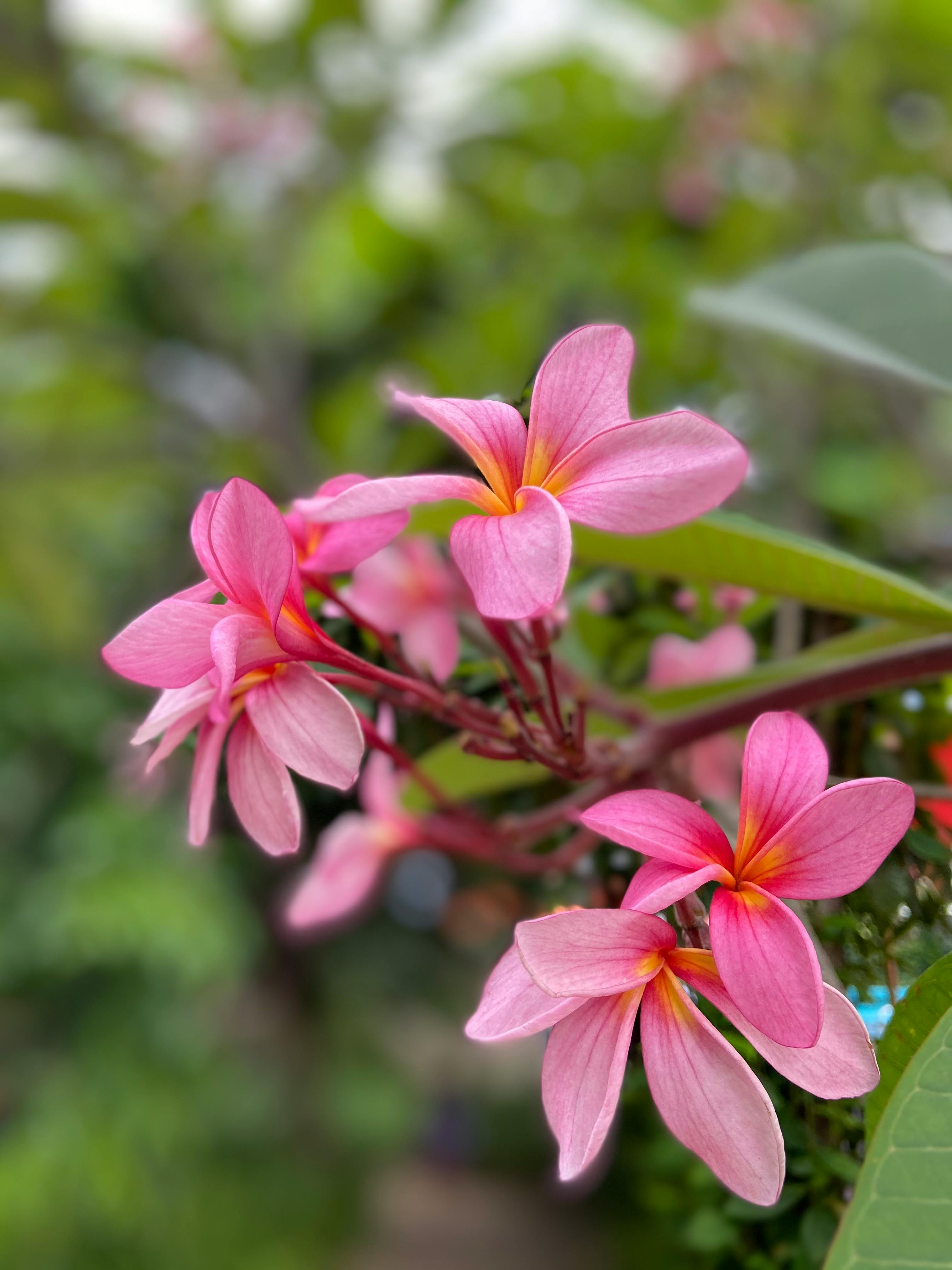 Mirasol P. - Fotografía