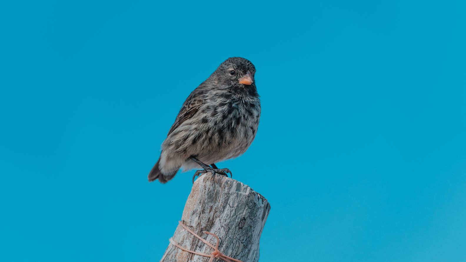 Vampire Ground Finch: Unique Bird of Galapagos Islands