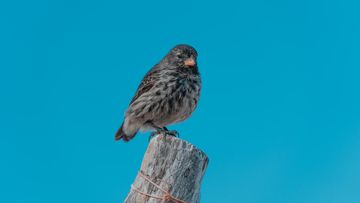 Vampire Ground Finch: Unique Bird of Galapagos Islands