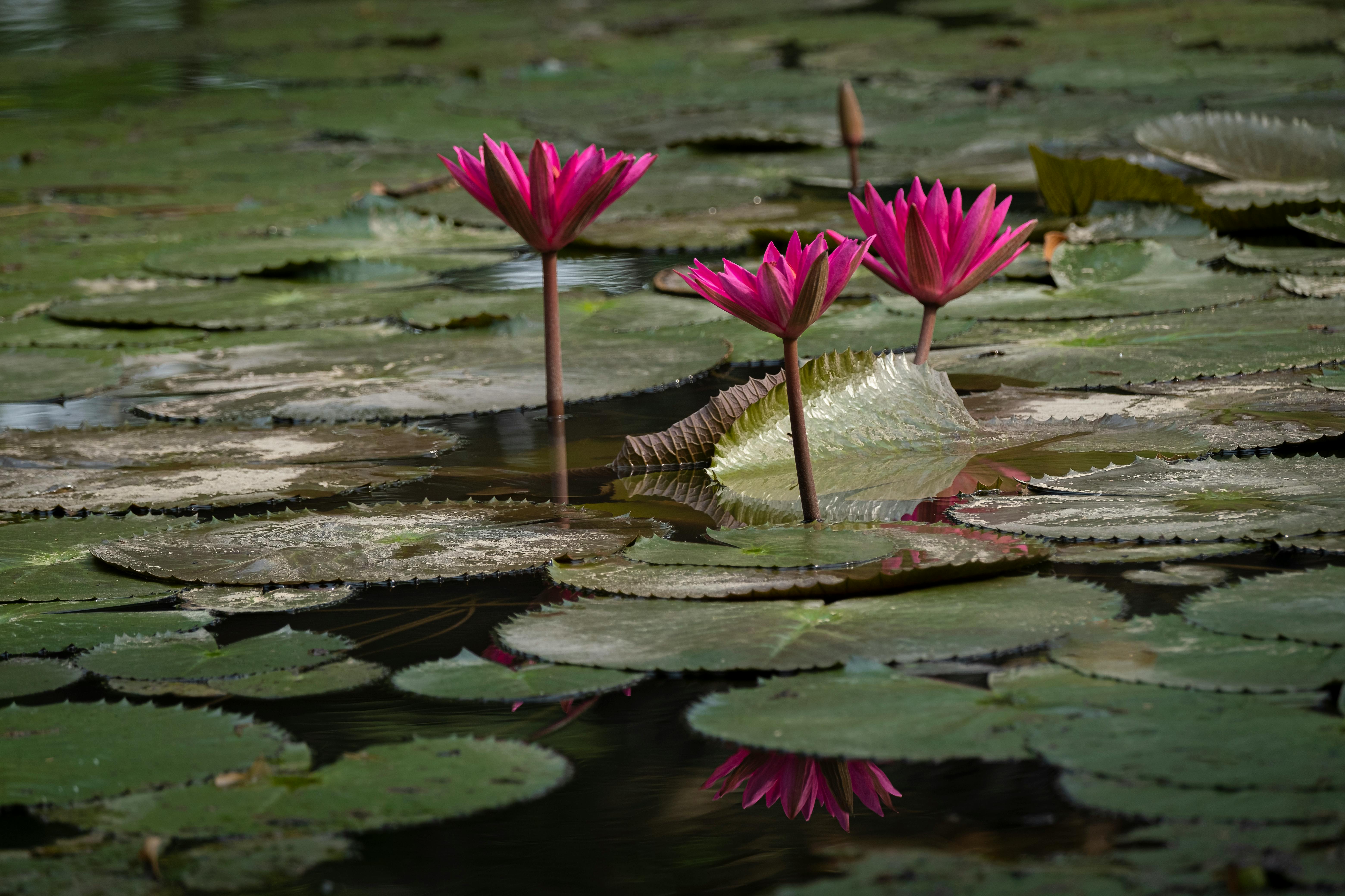 Pink Lotus Flowers Floating on Water · Free Stock Photo
