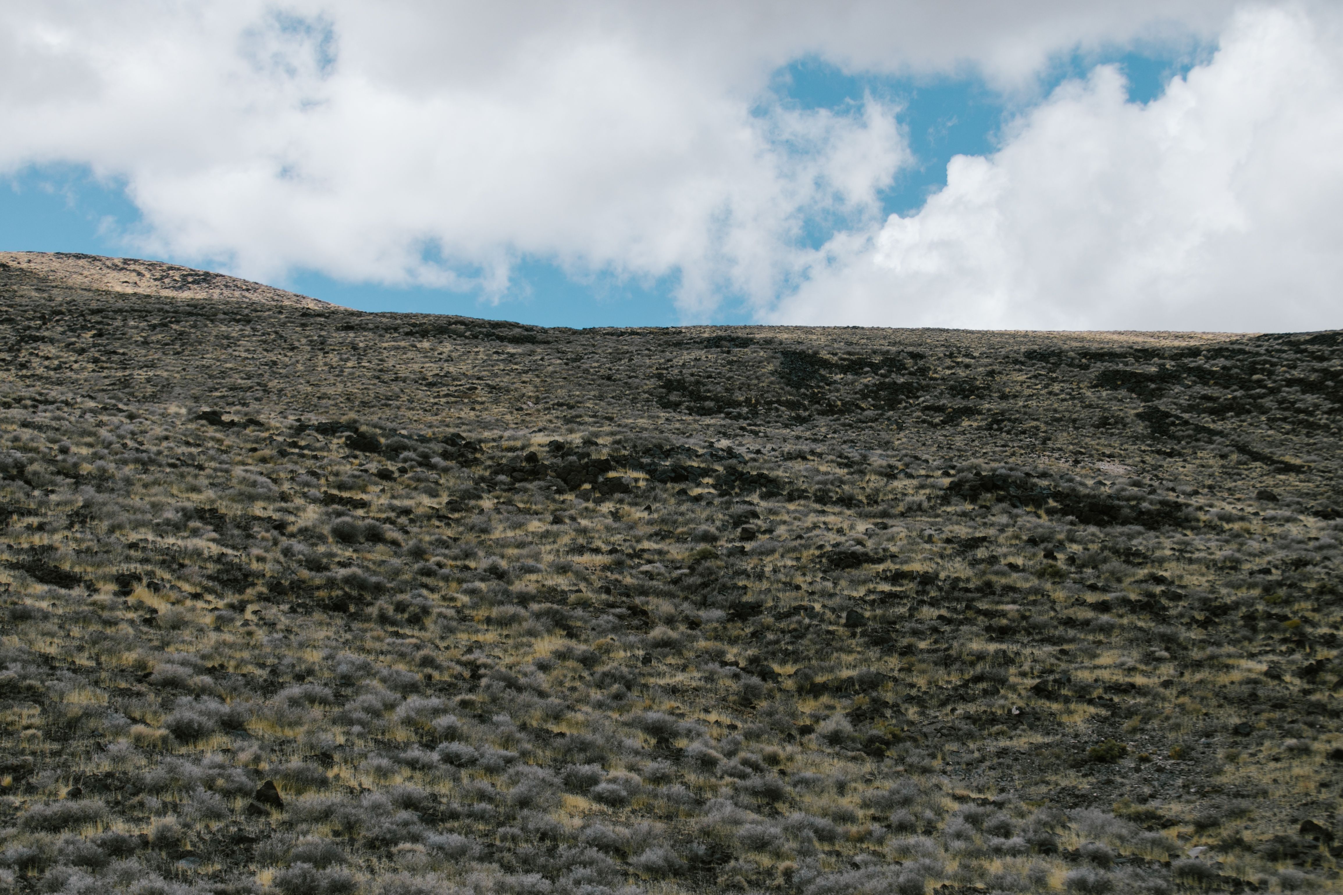 Landscape Scenery of Shrubland · Free Stock Photo