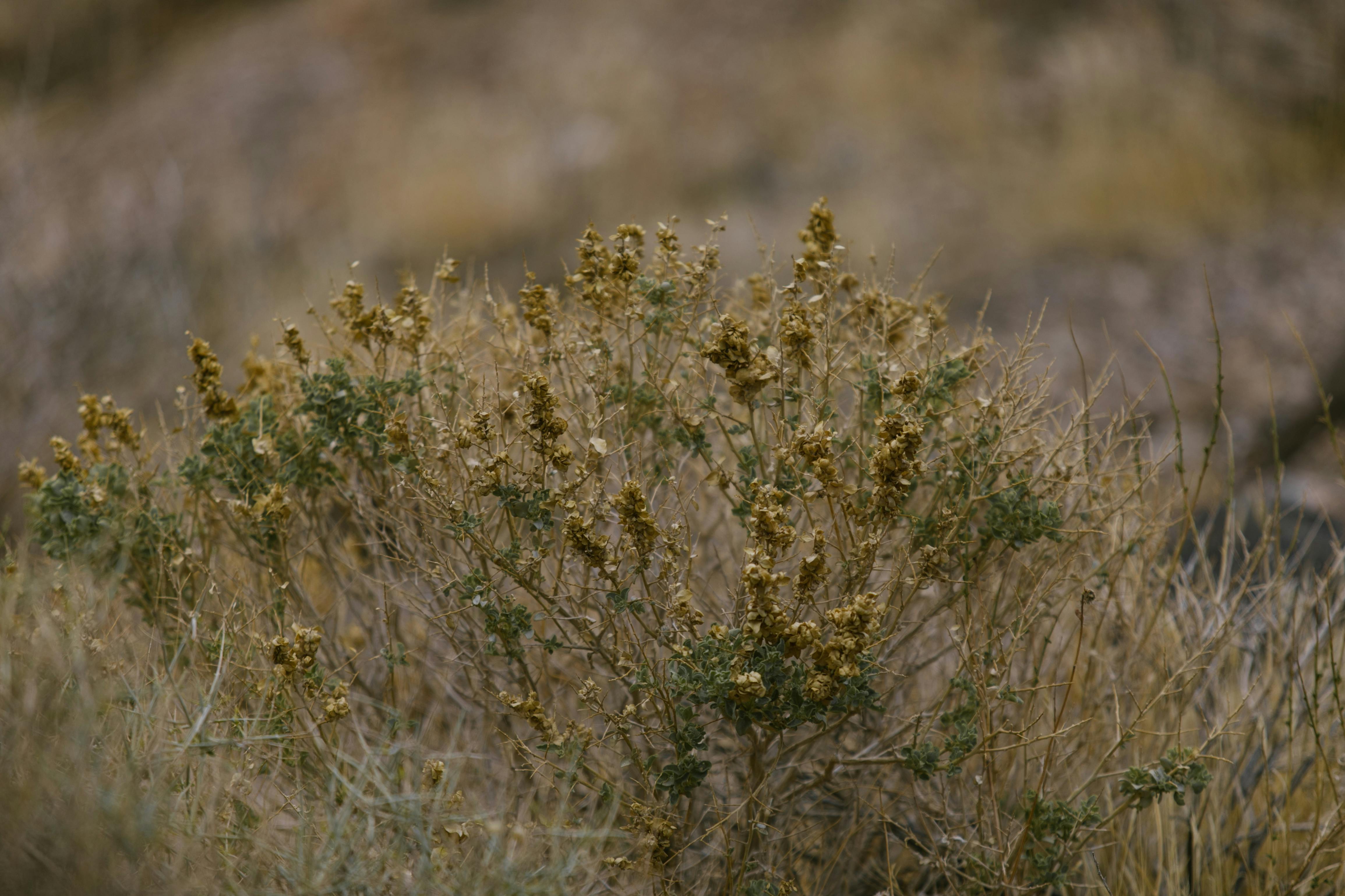 Weed Textures Photos, Download Free Weed Textures Stock Photos & HD Images