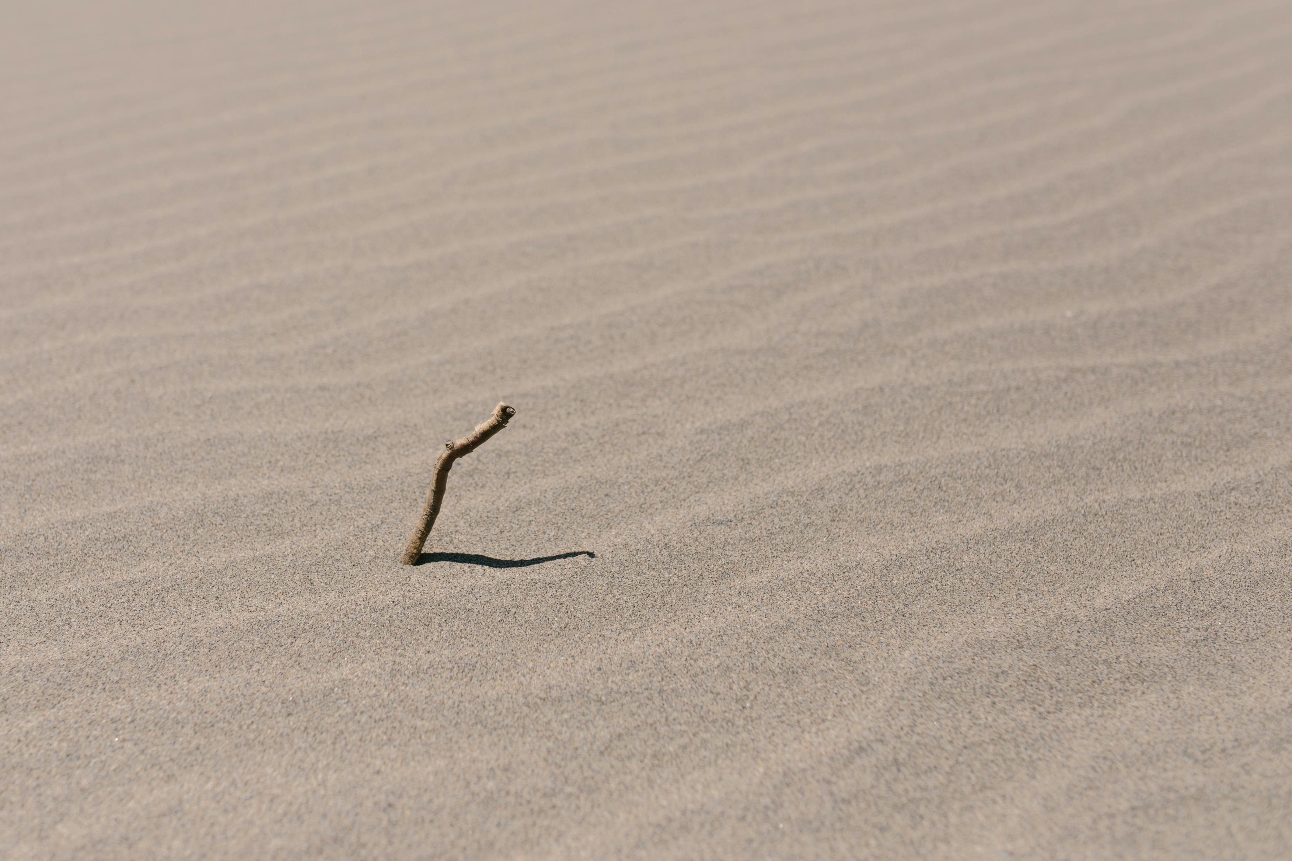 Dry Sticks Photos, Download Free Dry Sticks Stock Photos & HD Images