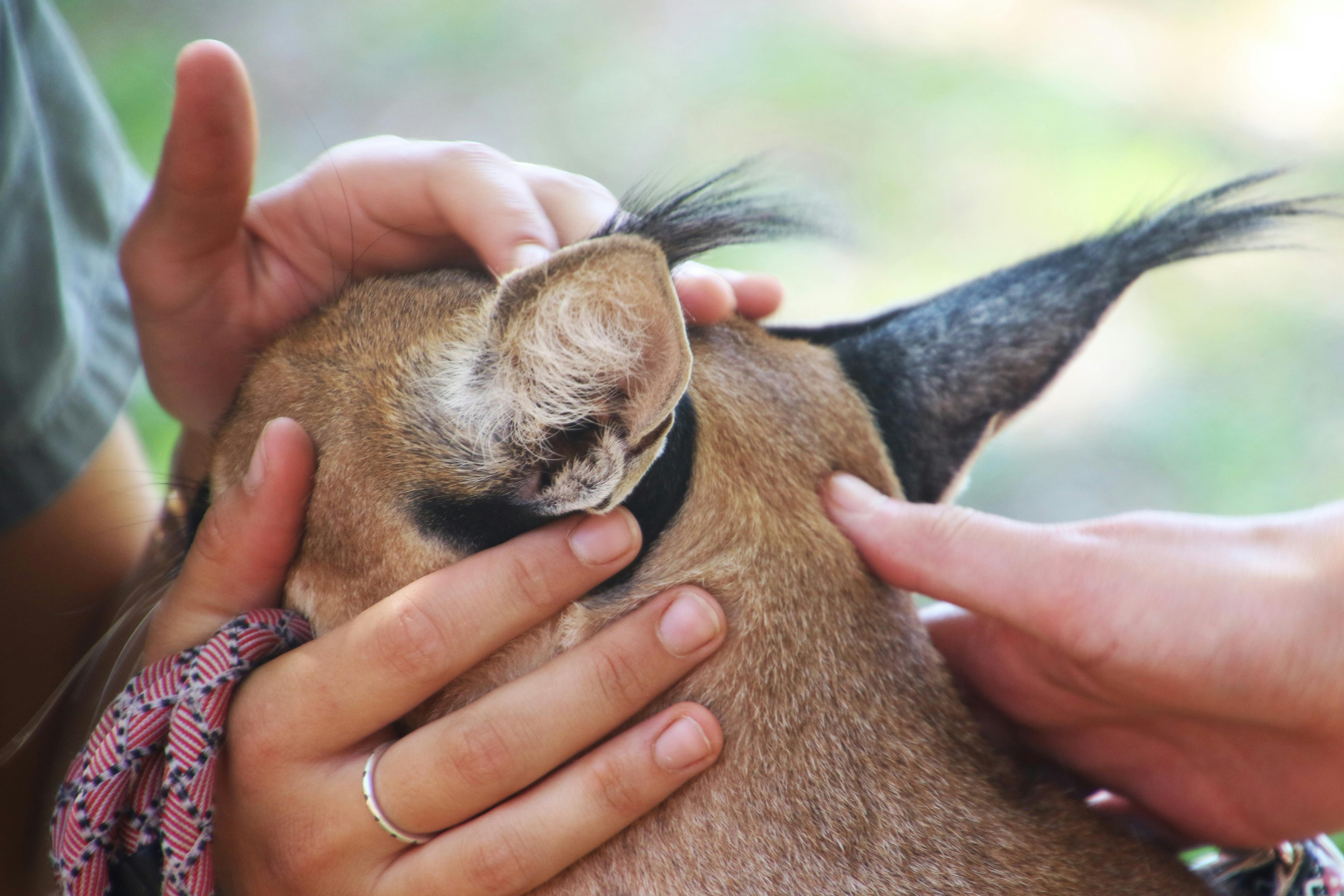 Closeup Photo of Brown Fur Animal · Free Stock Photo