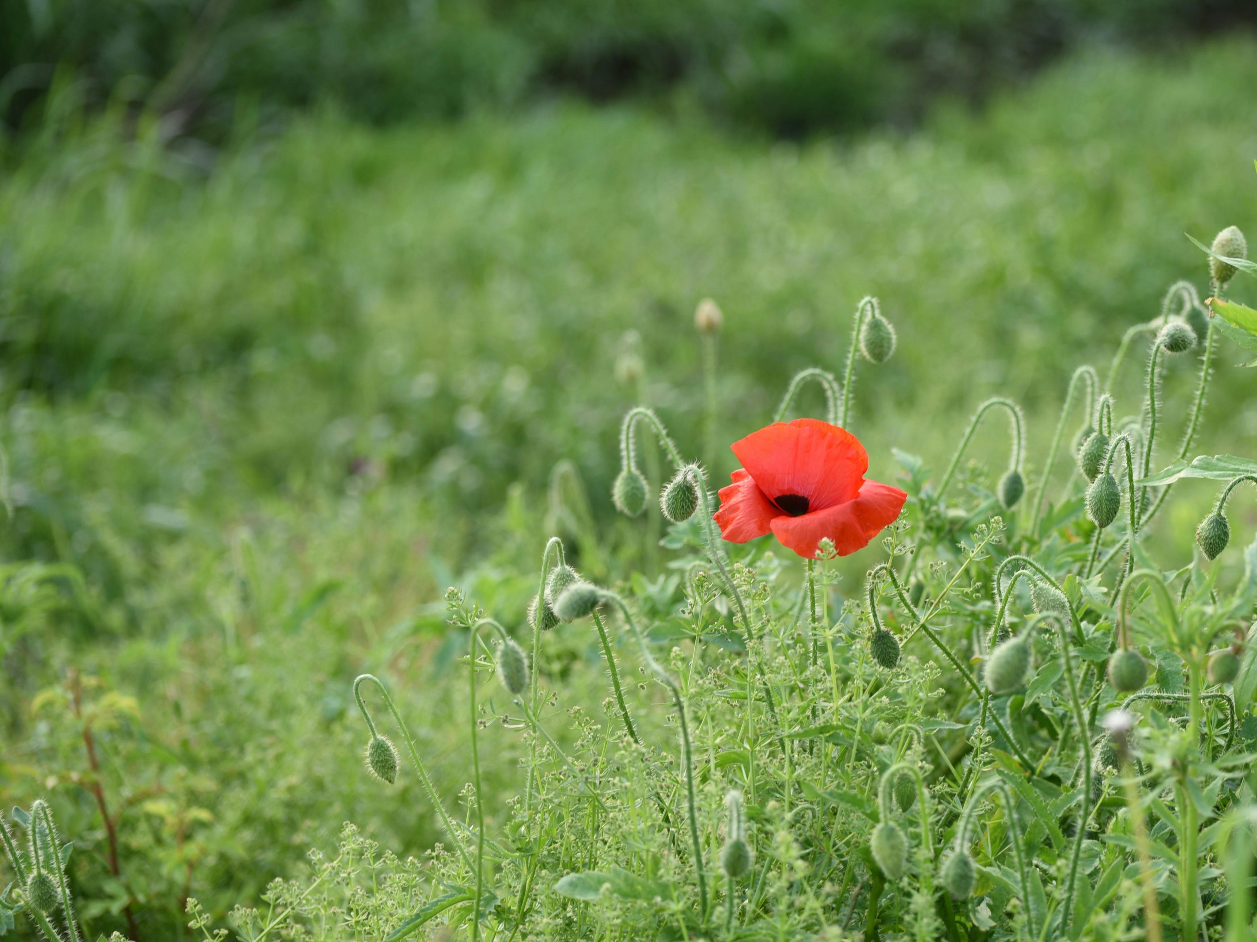 A Poppy Flower in Bloom · Free Stock Photo