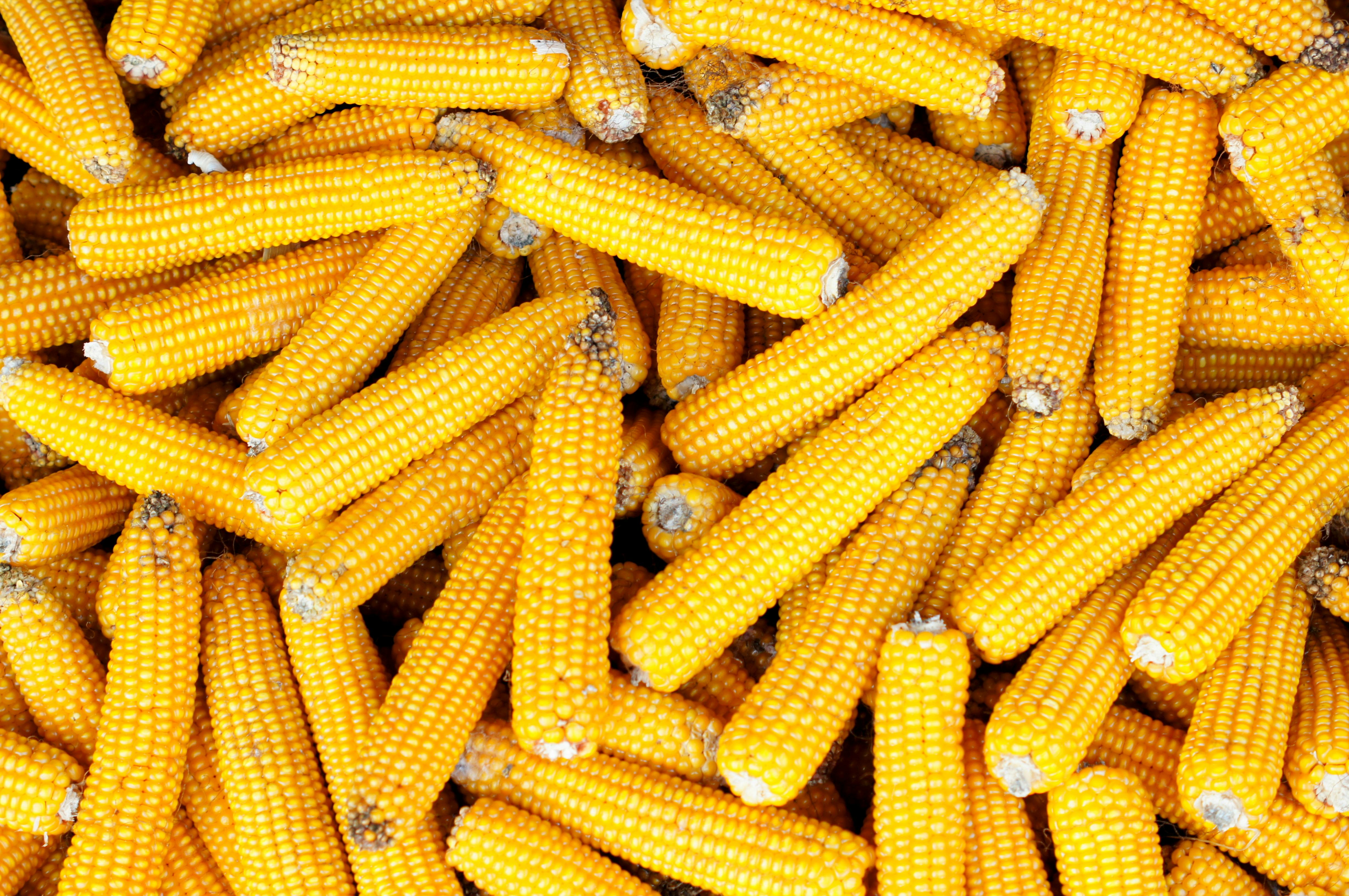 Corn Kernel · Free Stock Photo