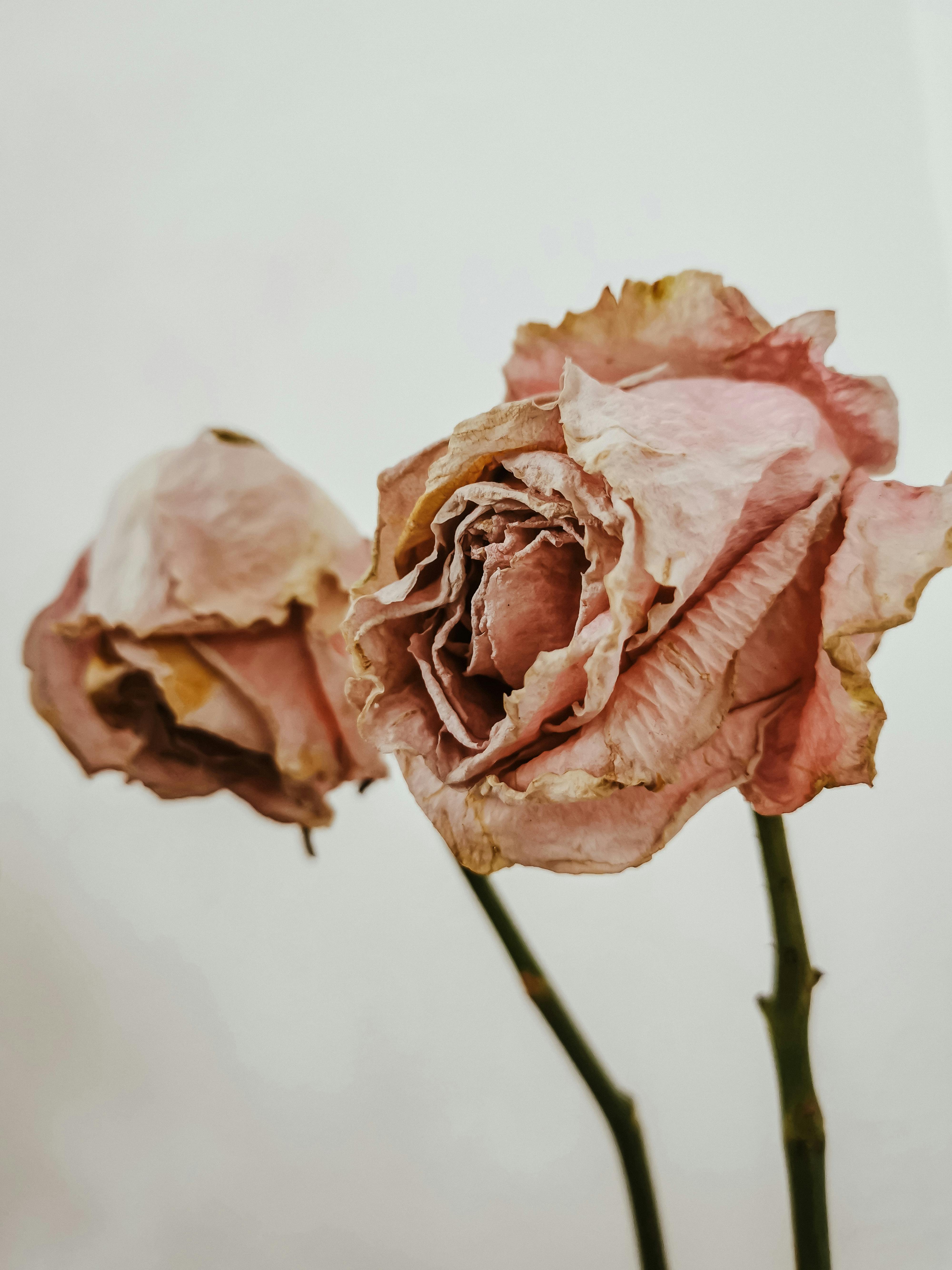 Dry Flowers · Free Stock Photo
