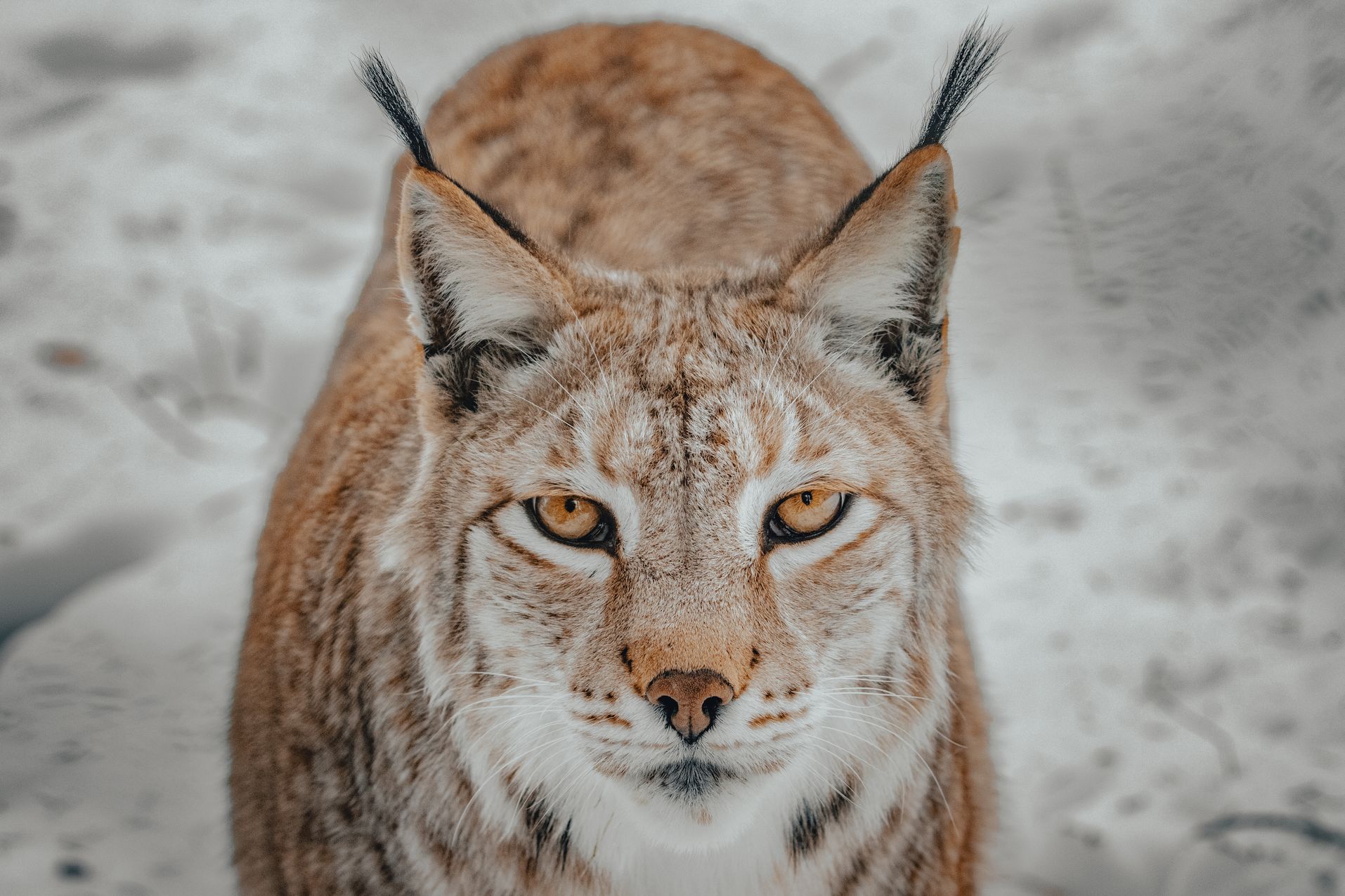 North American Lynx: Facts, Habitat, and Survival Guide