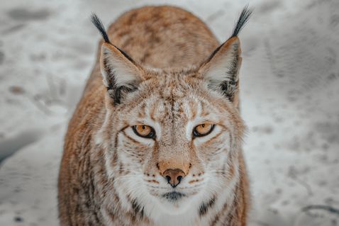 North American Lynx: Facts, Habitat, and Survival Guide