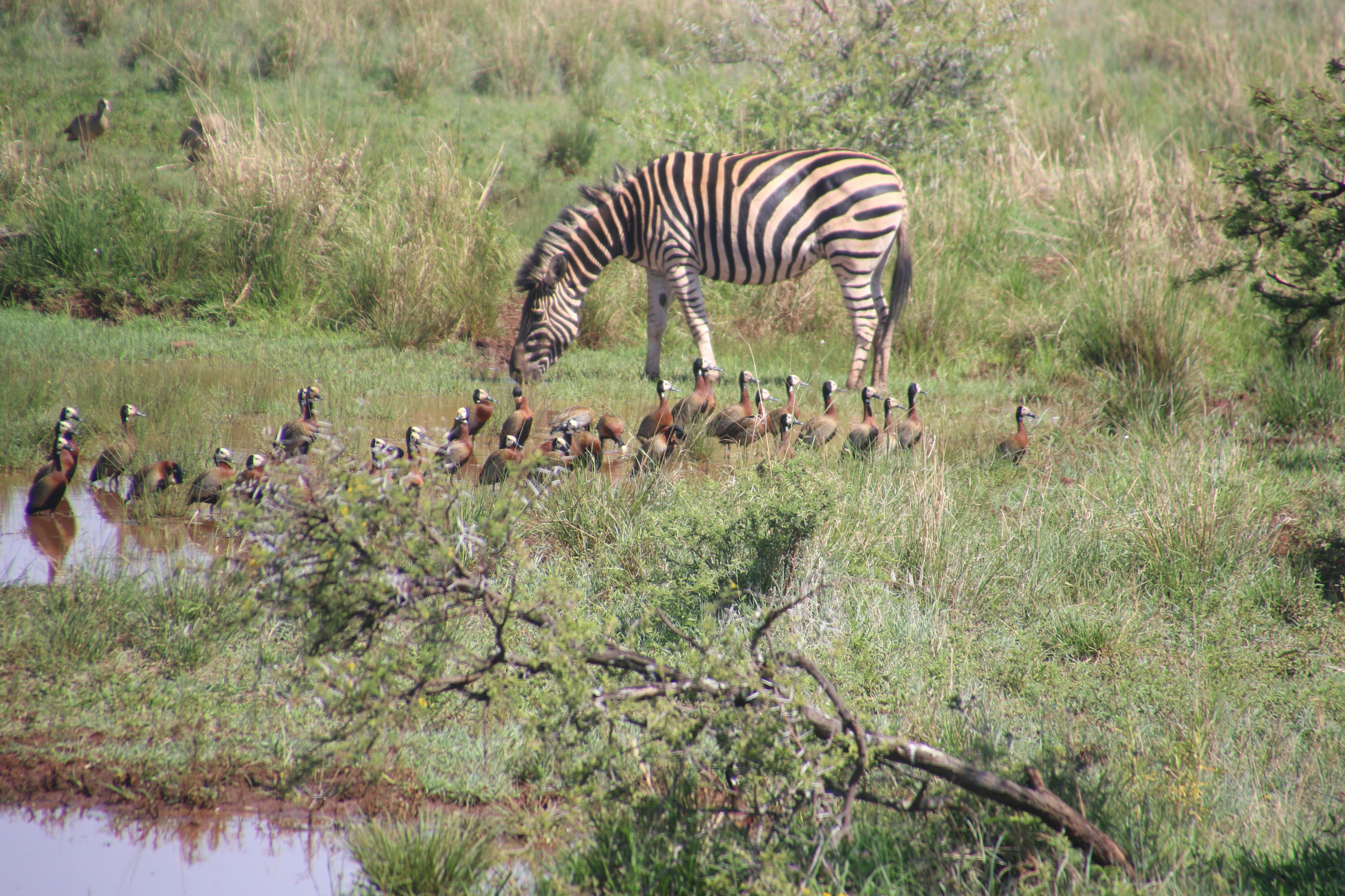 Free stock photo of animals, bush, country