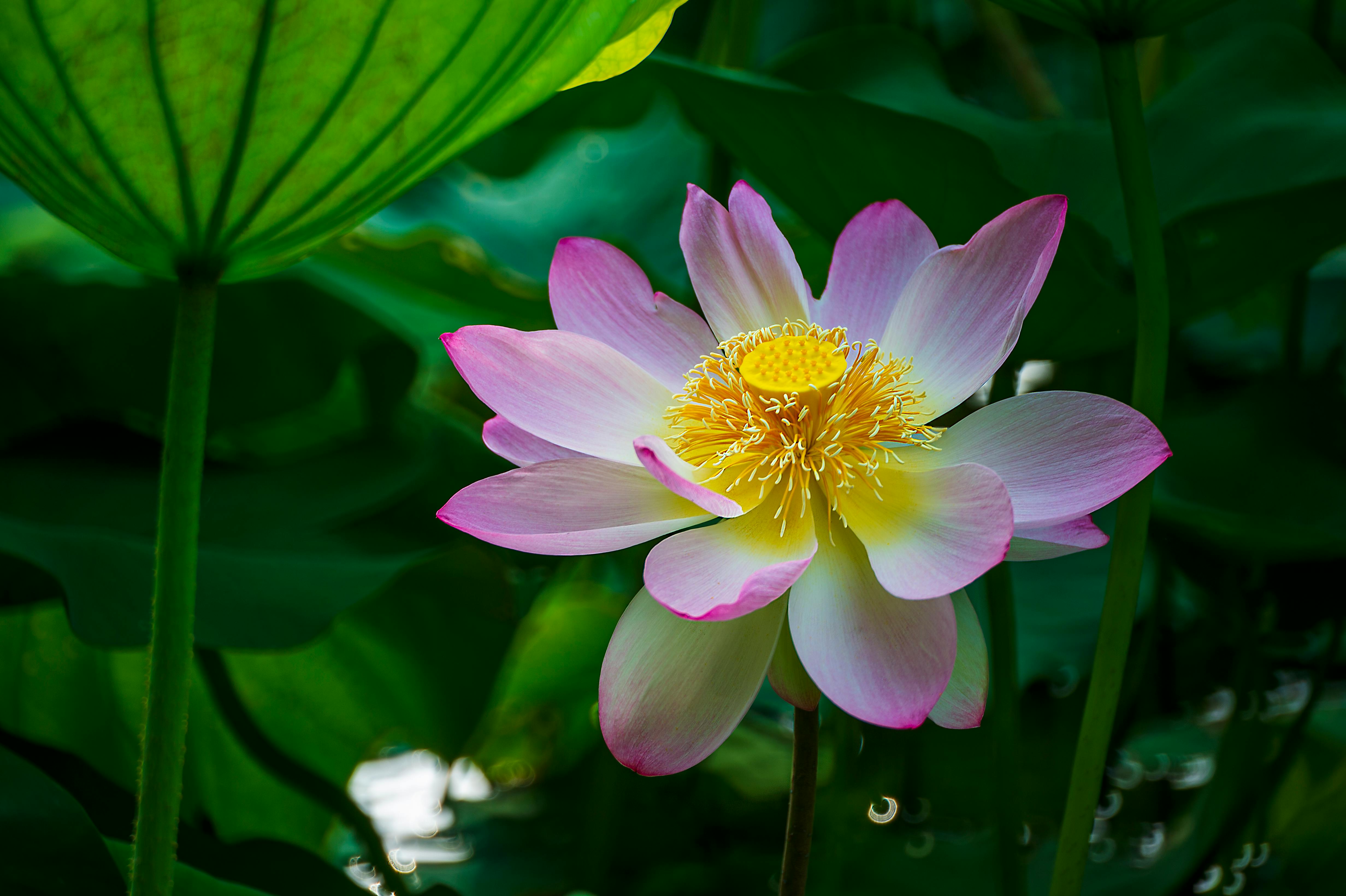 A Lotus Flower in Full Bloom · Free Stock Photo