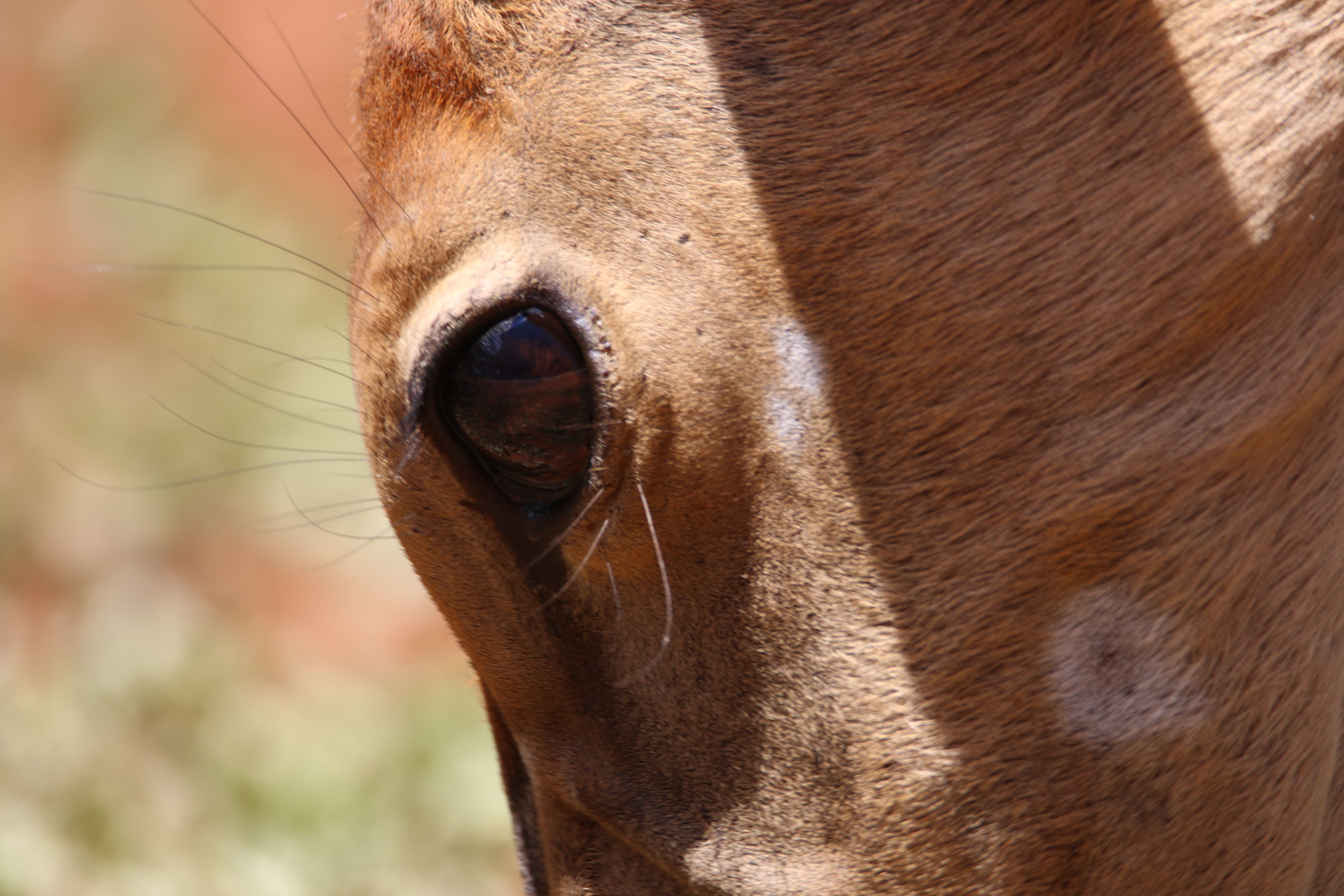 Free stock photo of animals, antelope, buck