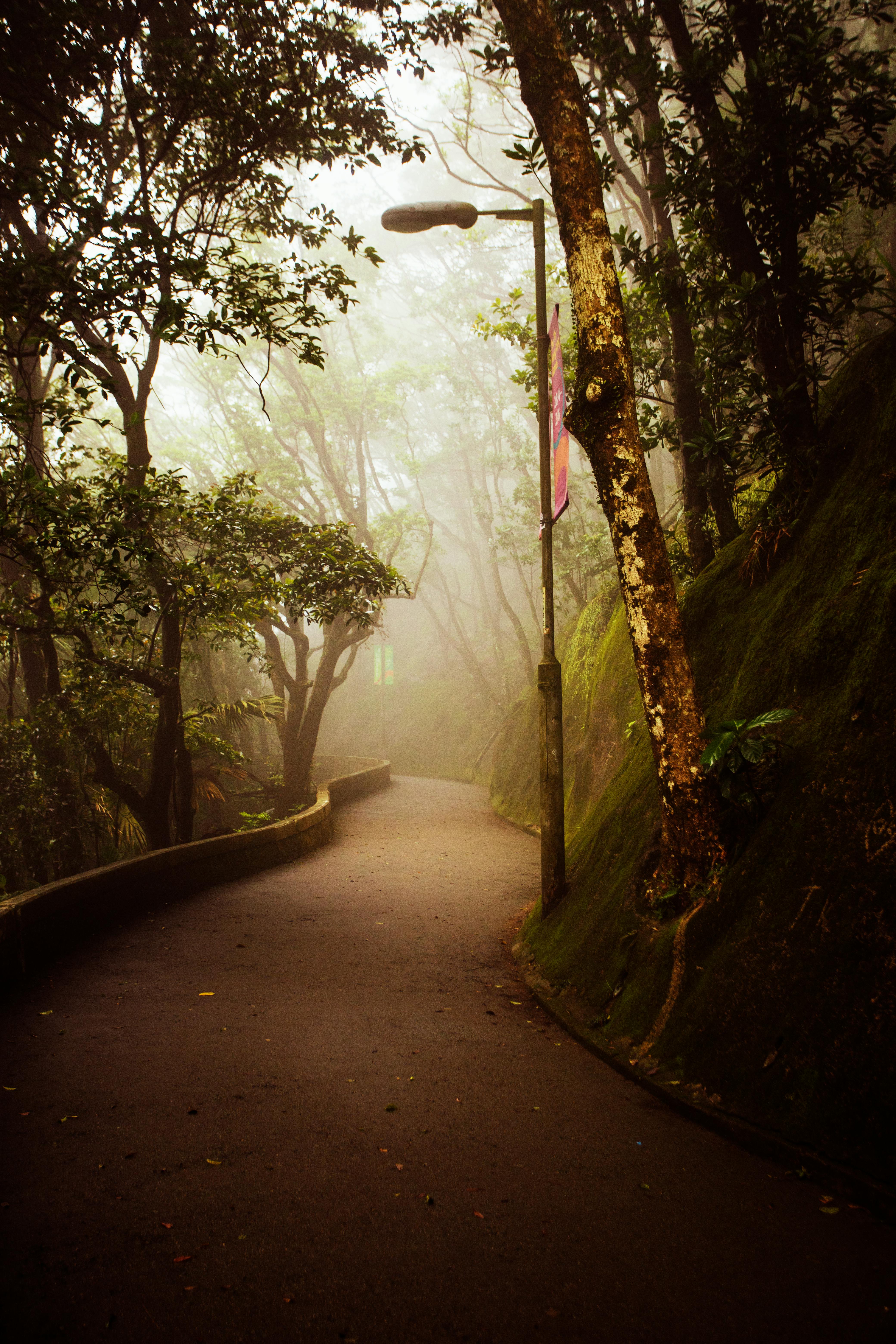 Green Trees Beside Road · Free Stock Photo