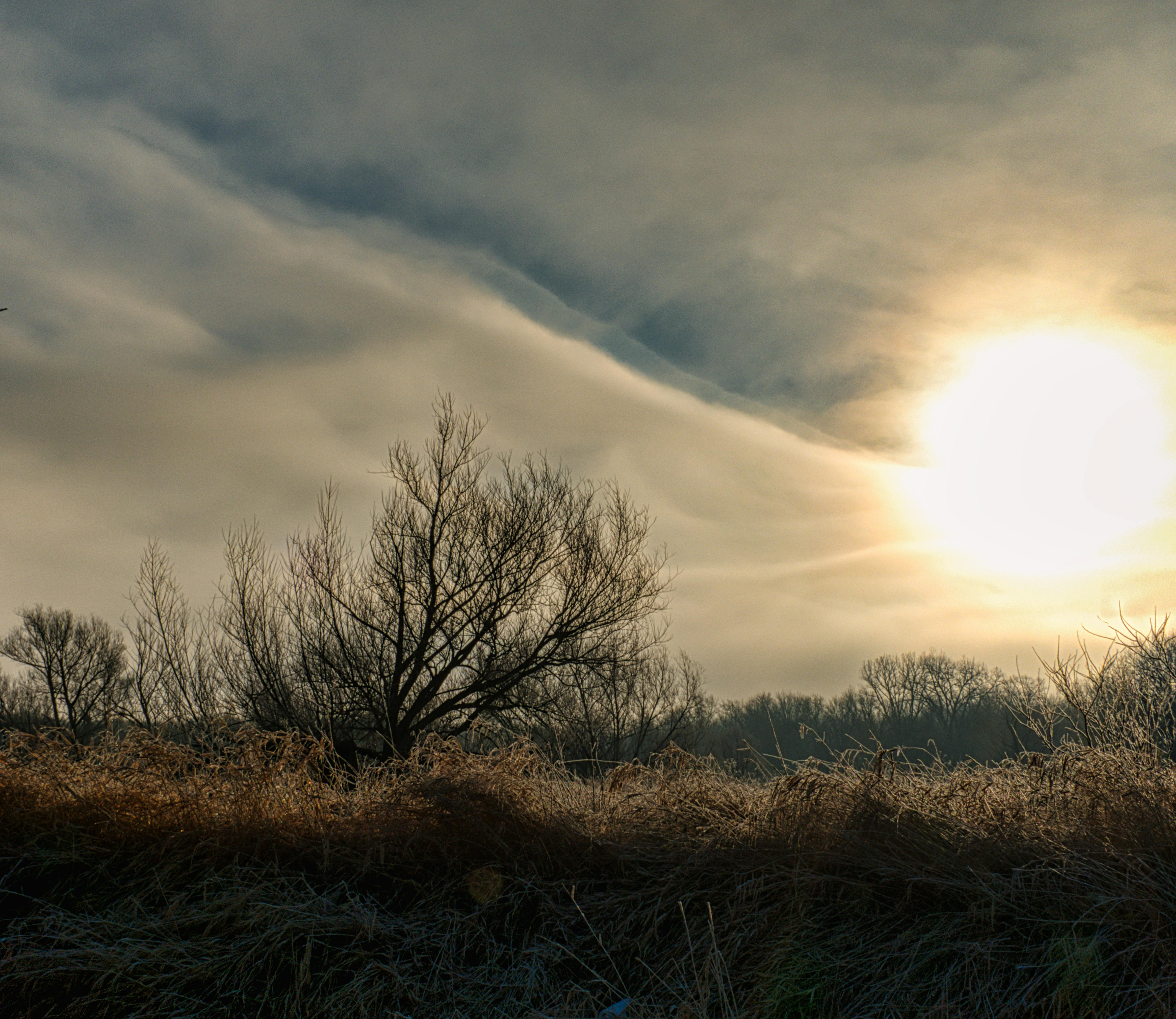 Green Tree · Free Stock Photo